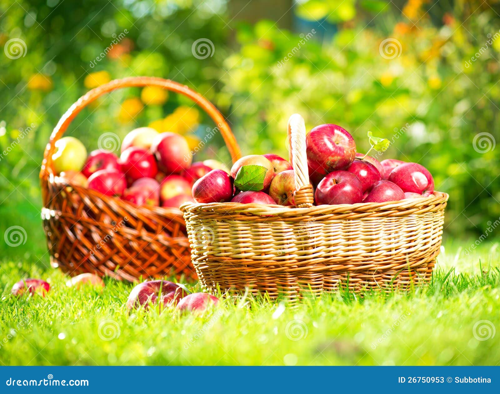 Pommes Organiques Dans Le Panier. Verger Image stock - Image du ...
