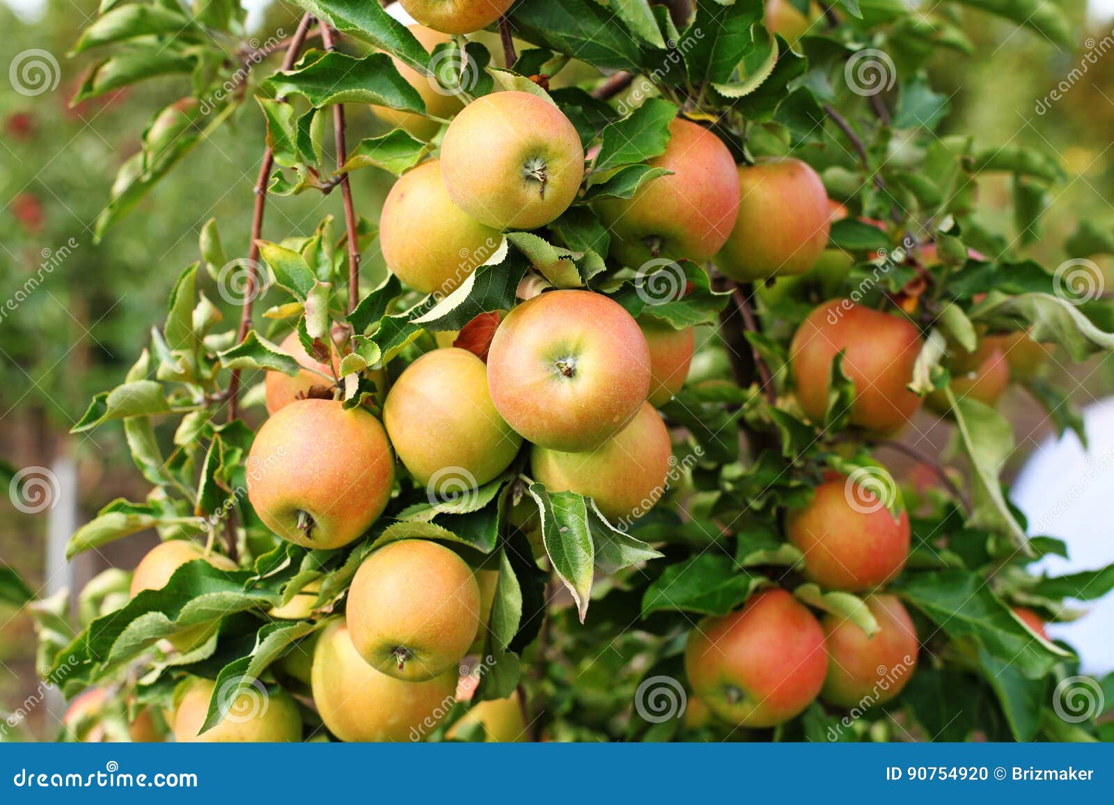 Pommes Rouges De Jonagold Sur La Branche De Pommier Photo stock - Image ...