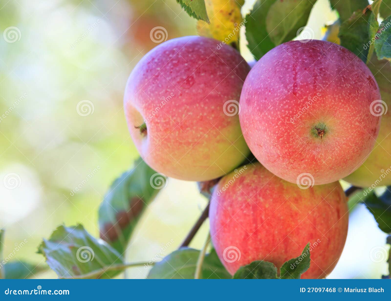Pommes rouges sur l'arbre photo stock. Image du ferme - 27097468