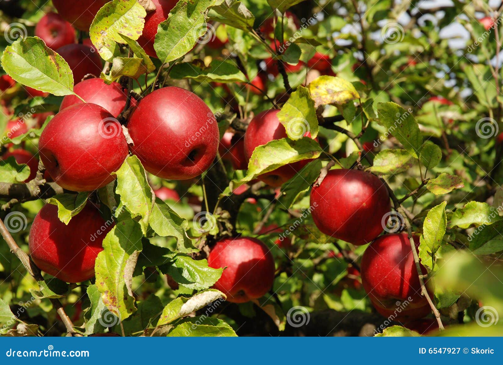 Pommes rouges sur l'arbre image stock. Image du branchement - 6547927