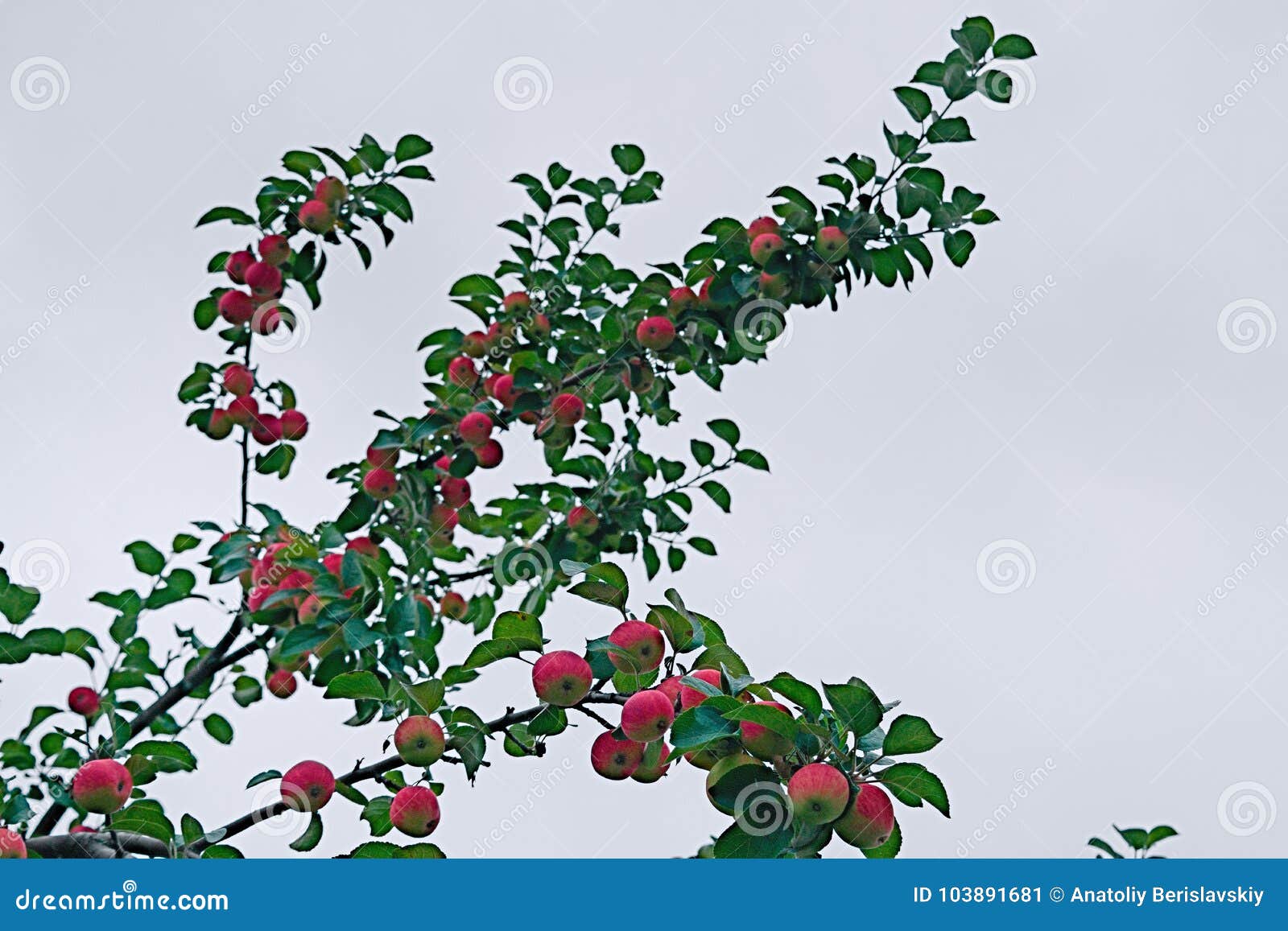 Pommes Rouges Sur La Branche De Pommier Image stock - Image du agricole ...