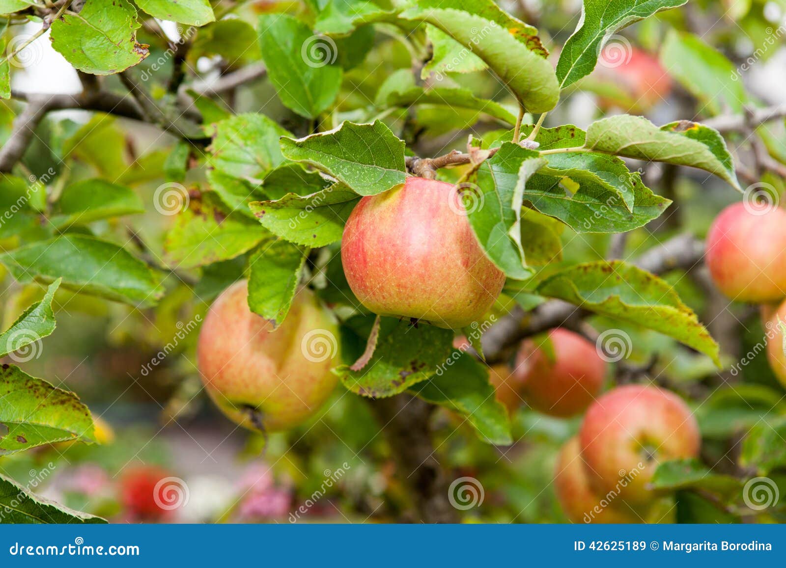 Pommes Rouges Sur La Branche De Pommier Image stock - Image du ...