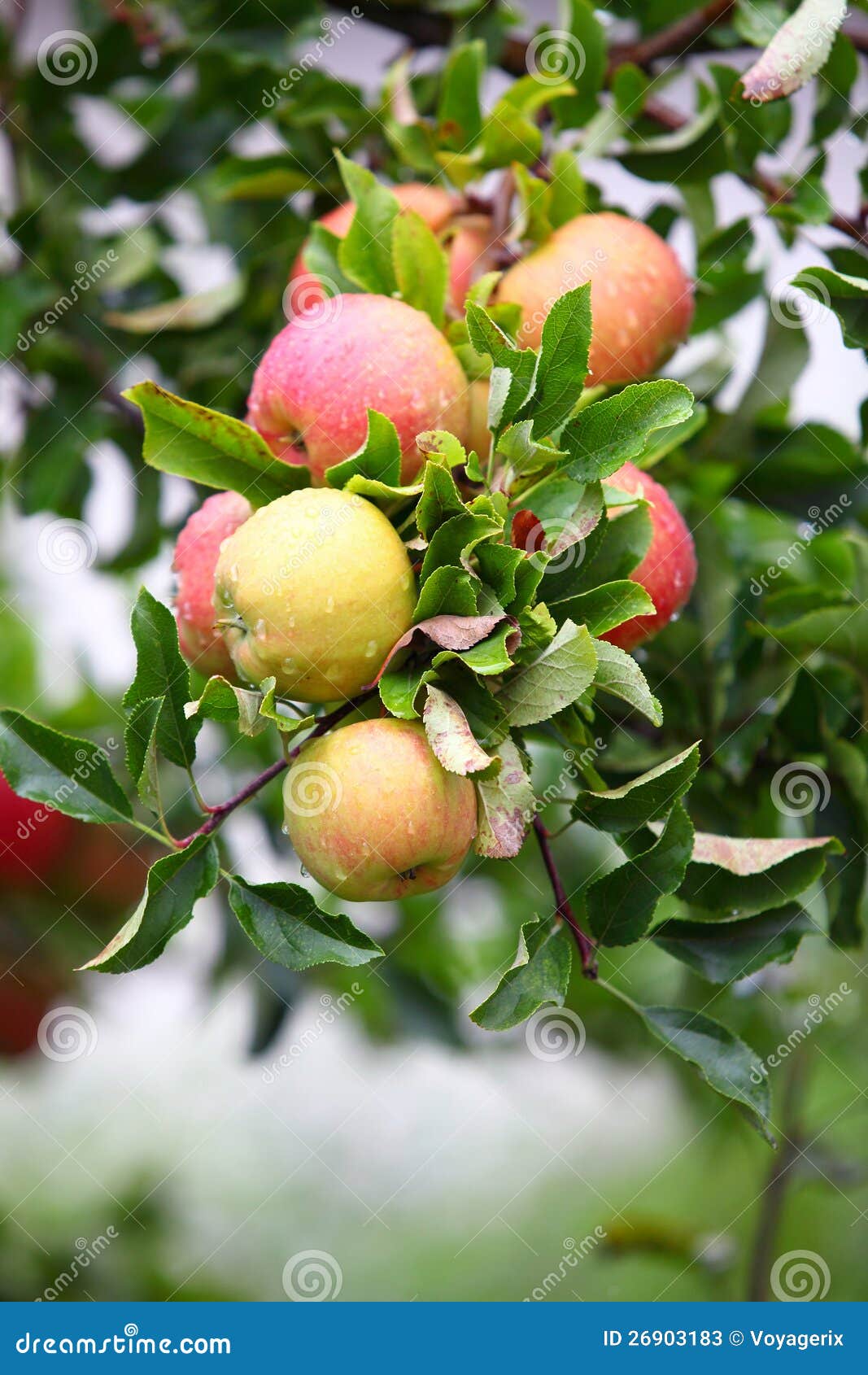 Pommes Rouges Sur Le Branchement De Pommier Image stock - Image du ...