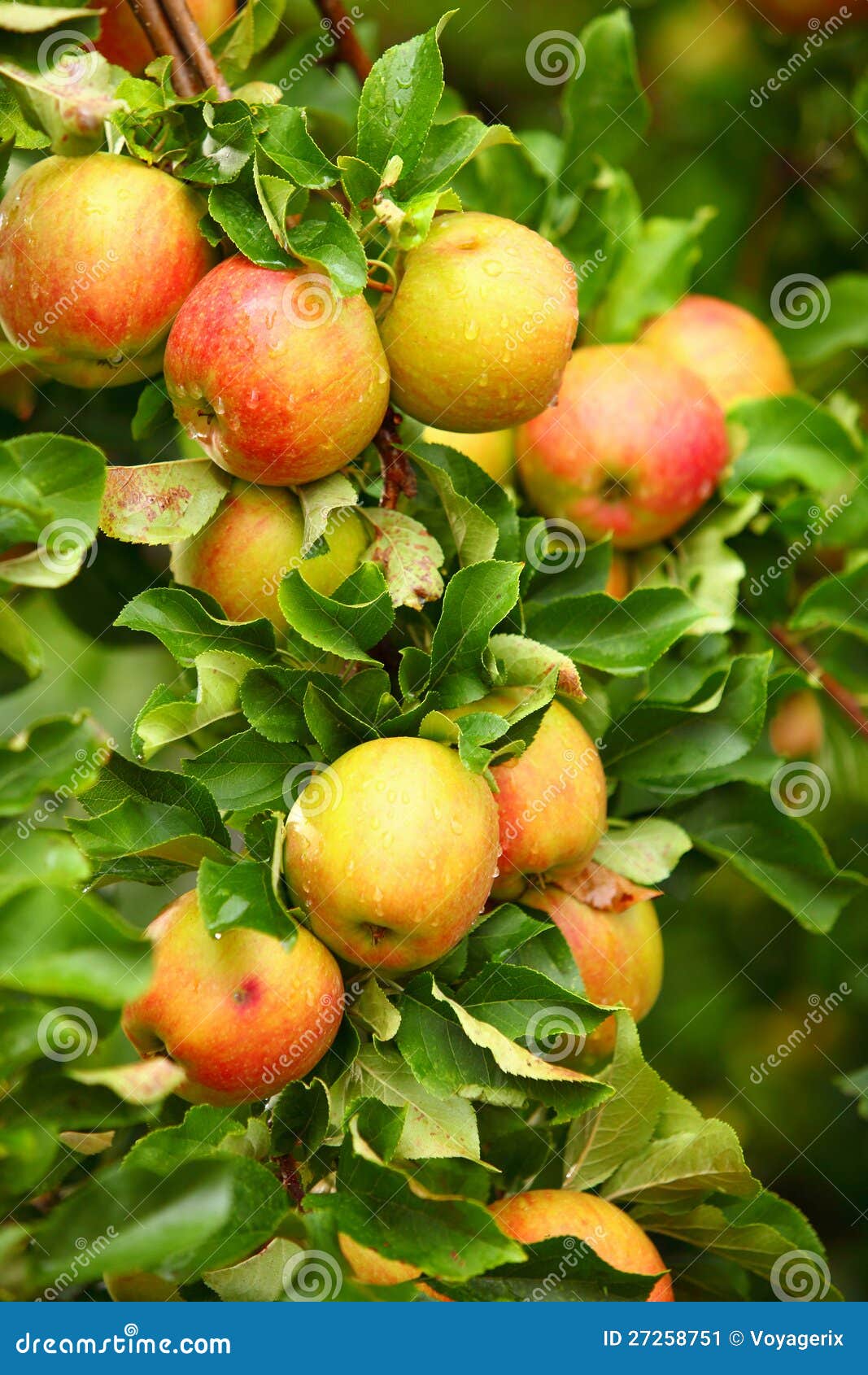 Pommes Rouges Sur Le Branchement De Pommier Image stock - Image du ...