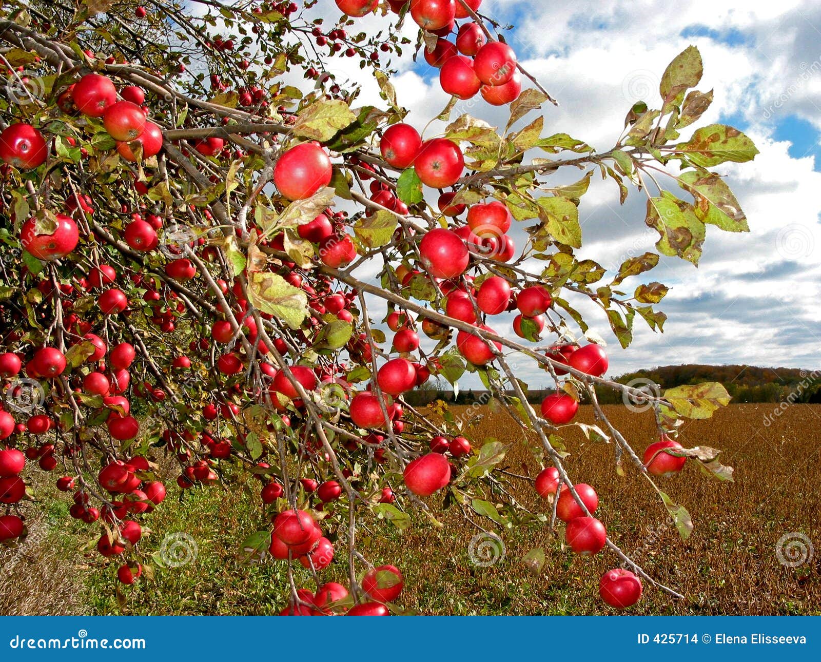 Pommes Rouges Sur Le Pommier Photo stock - Image du rouge, nature: 425714