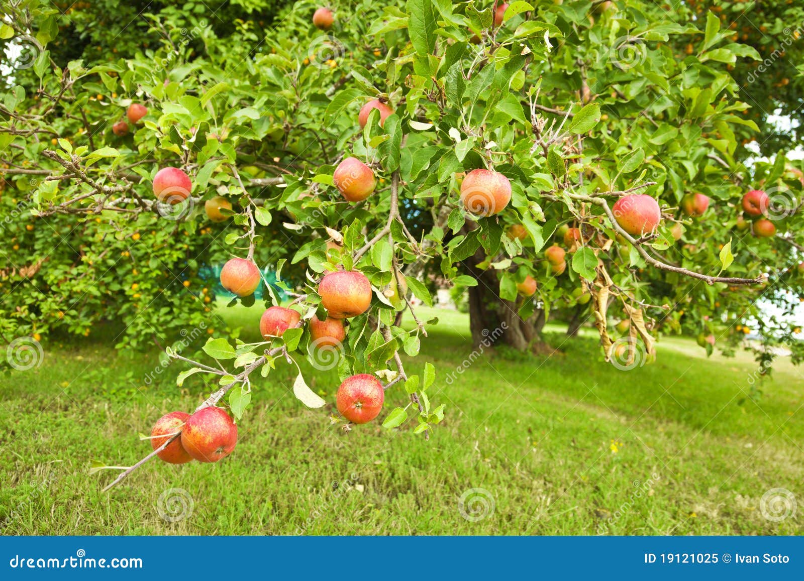 Pommes Rouges Sur Le Verger Image stock - Image du santé, groupe: 19121025