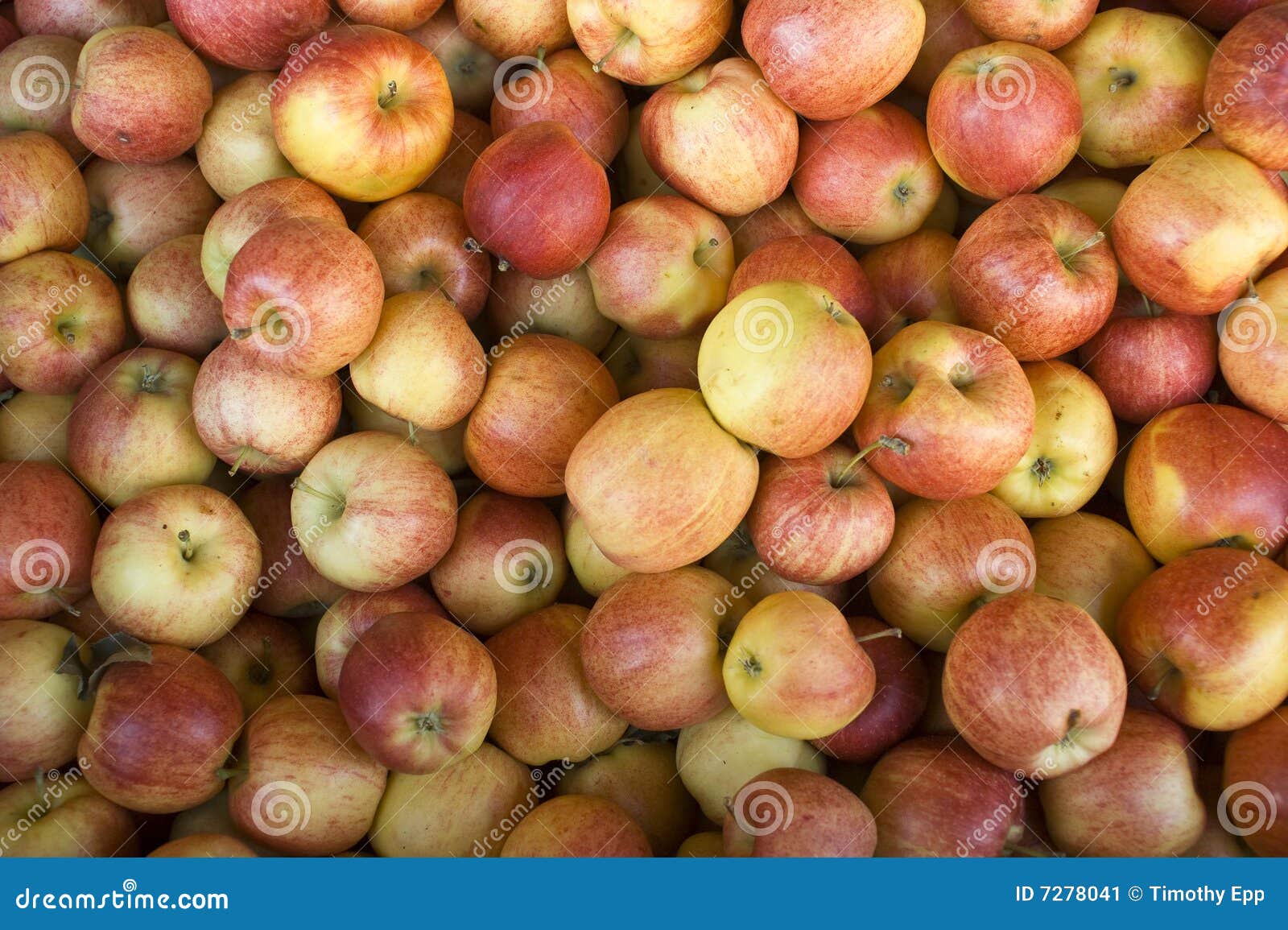 Pommes royales de gala image stock. Image du nutritif - 7278041