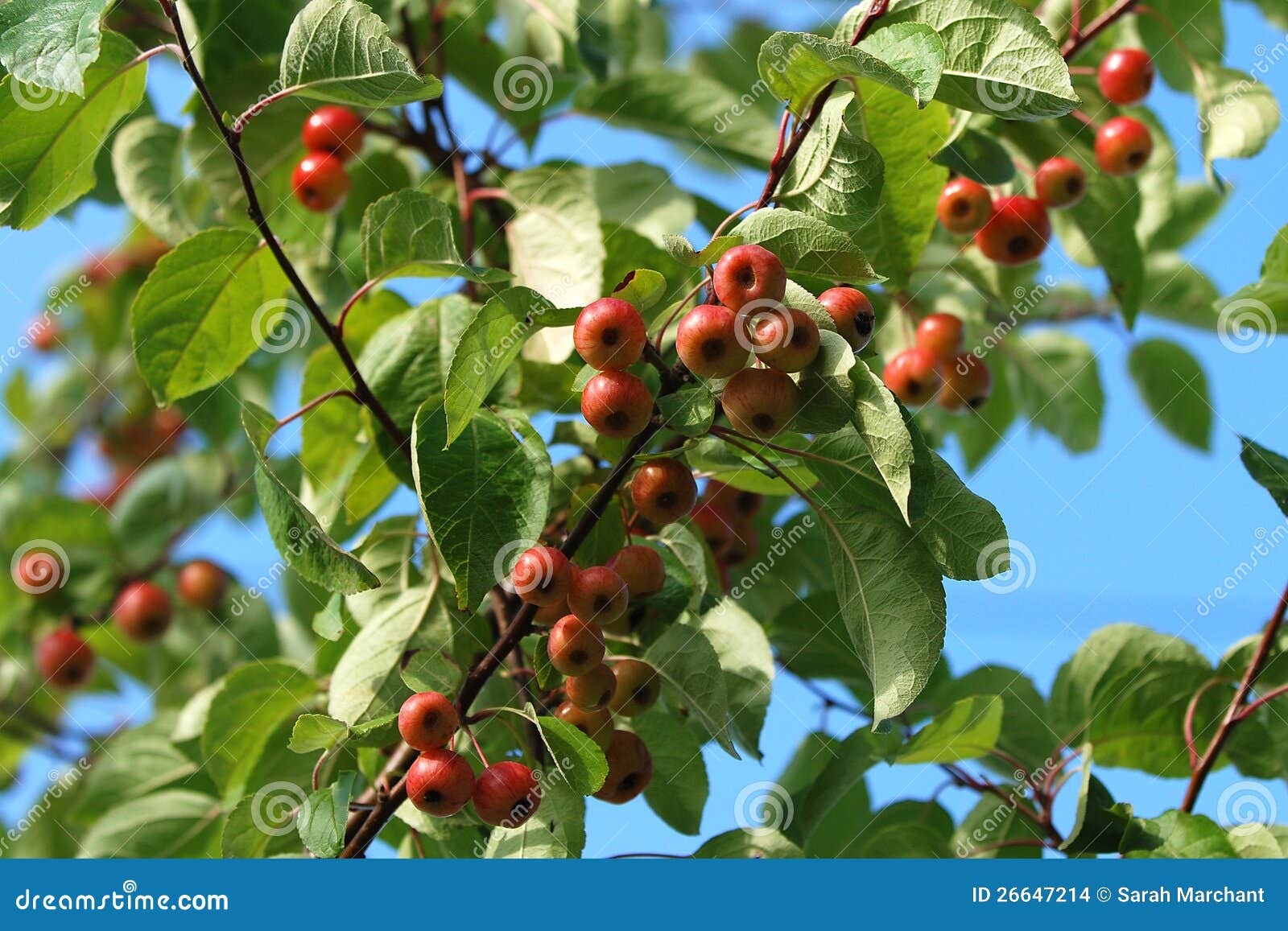 Pommes sauvages photo stock. Image du ornemental, moisson - 26647214
