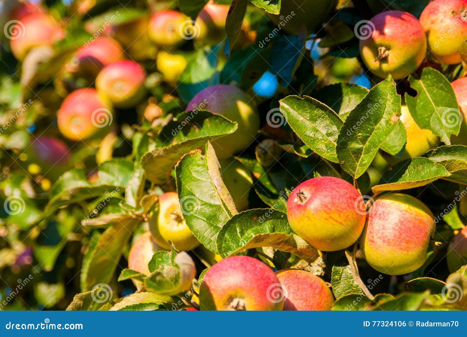 Pommes sauvages photo stock. Image du était, saison, branchement - 77324106