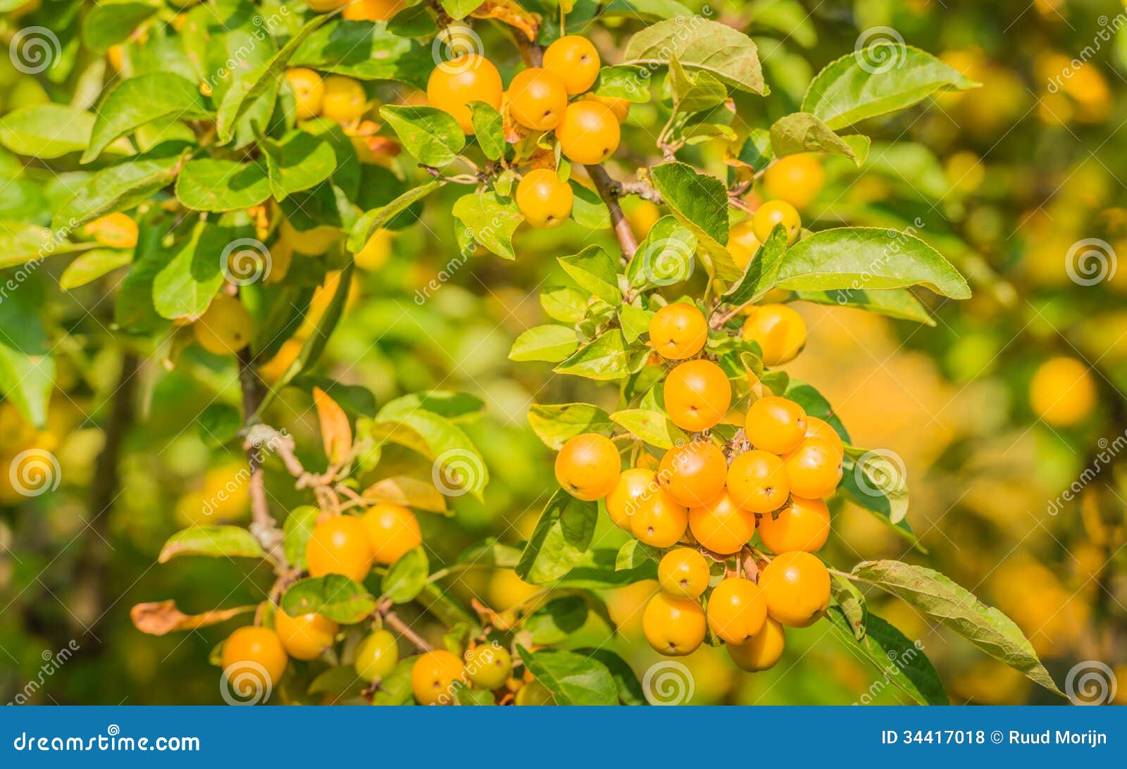 Pommes sauvages jaunes photo stock. Image du collecte - 34417018