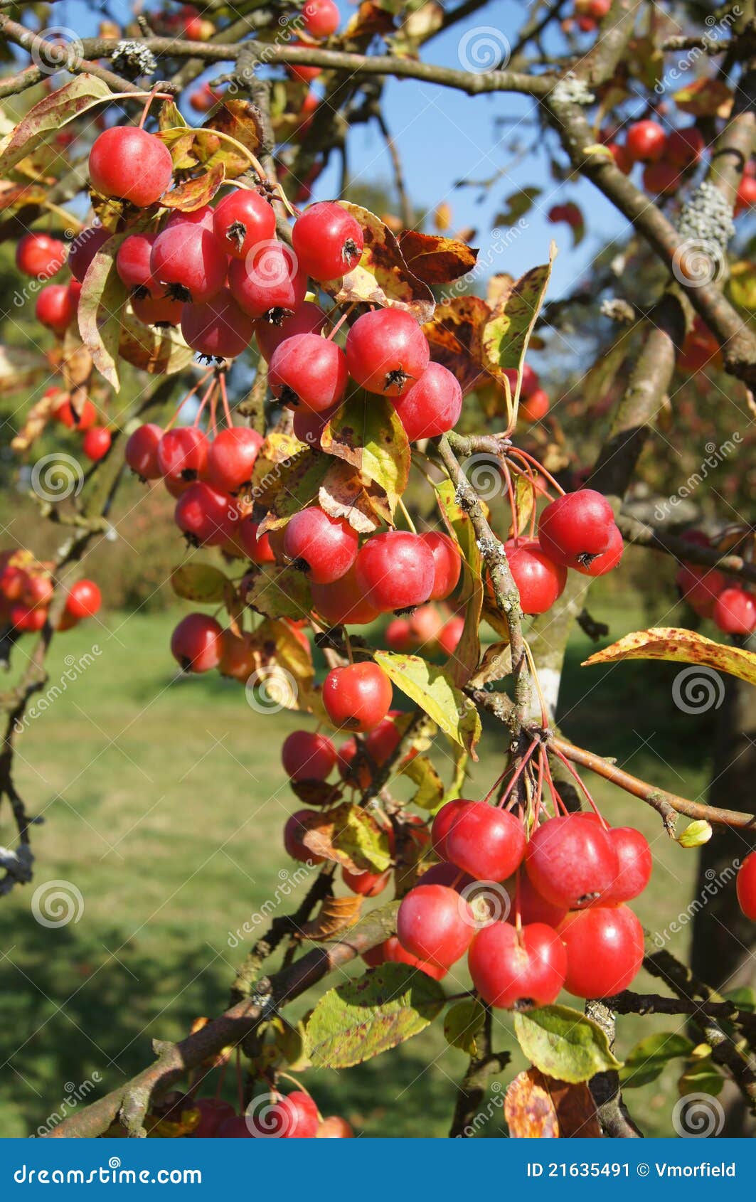 Pommes sauvages rouges image stock. Image du organique - 21635491