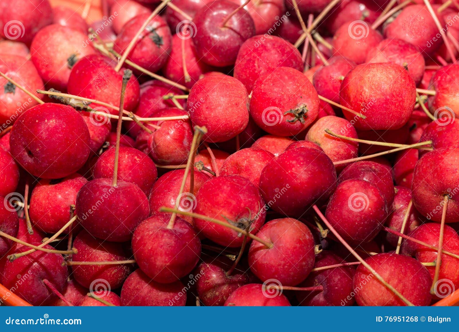 Pommes Sauvages Rouges Et X28 ; Mini Apples& X29 ; Photo stock - Image ...