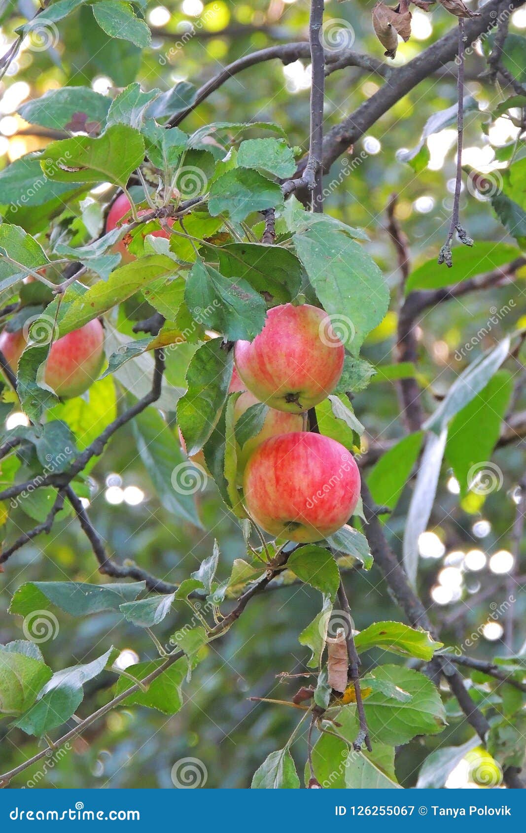 Pommes sur l'arbre image stock. Image du frais, croissance - 126255067