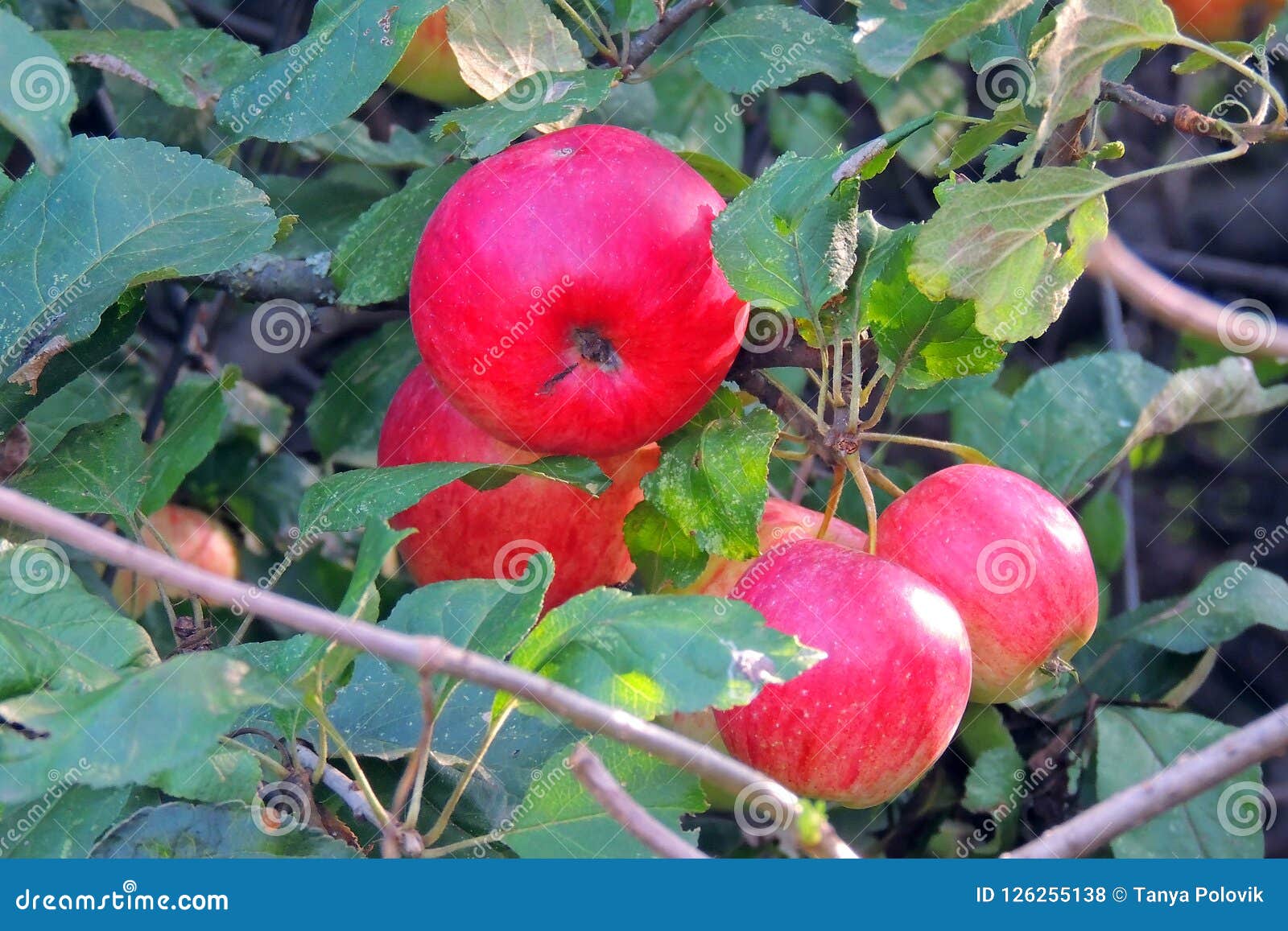 Pommes sur l'arbre photo stock. Image of vert, agriculture - 126255138