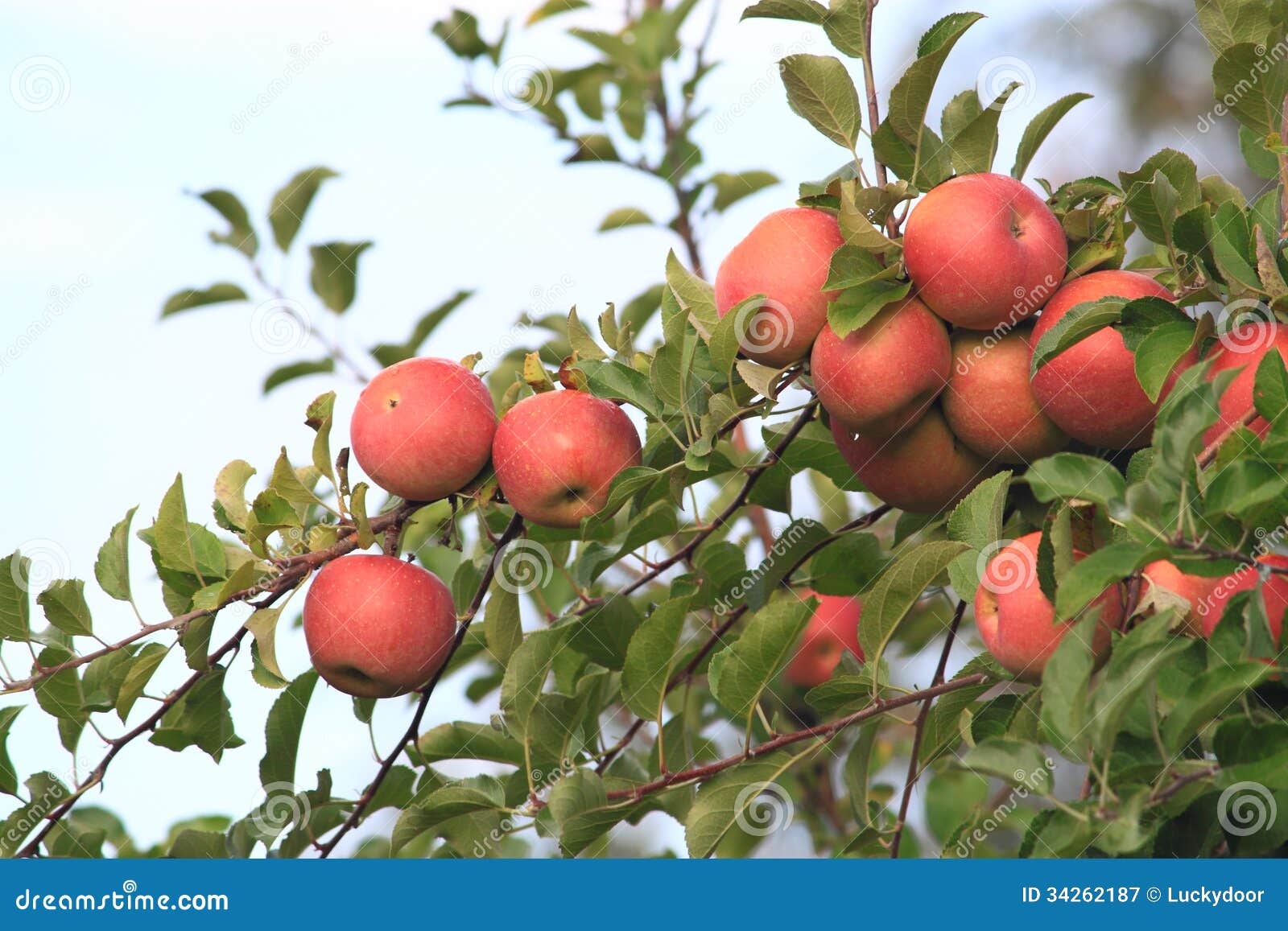 Pommes sur l'arbre image stock. Image du verger, congé - 34262187