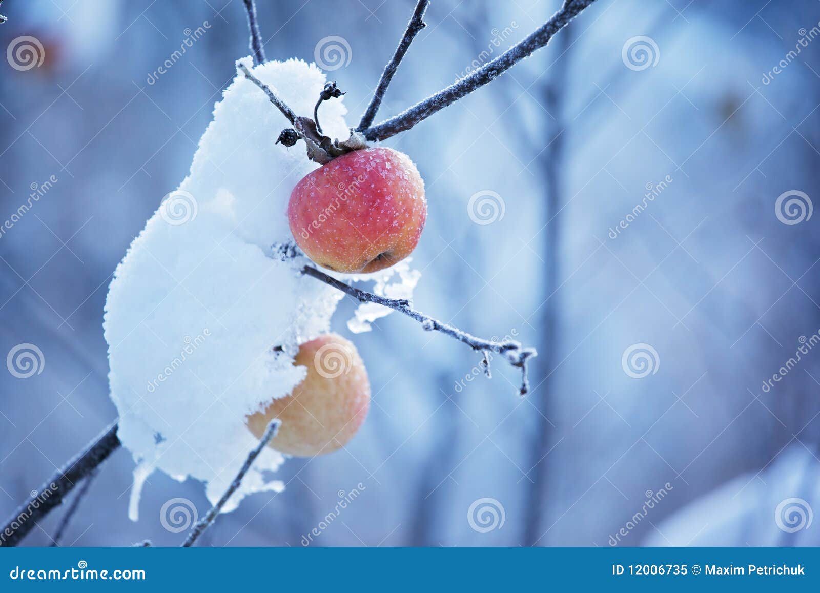Pommes Sur L'arbre Et La Neige Image stock - Image du automne, froid ...