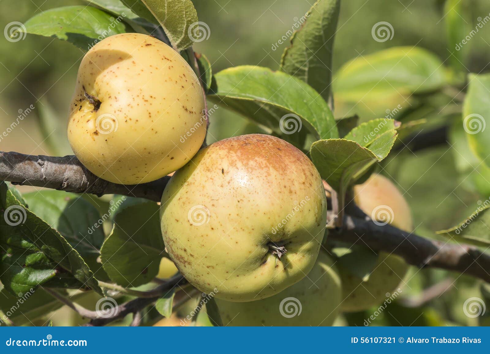 Pommes Sur L'arbre, Pommier Image stock - Image du ferme, juteux: 56107321