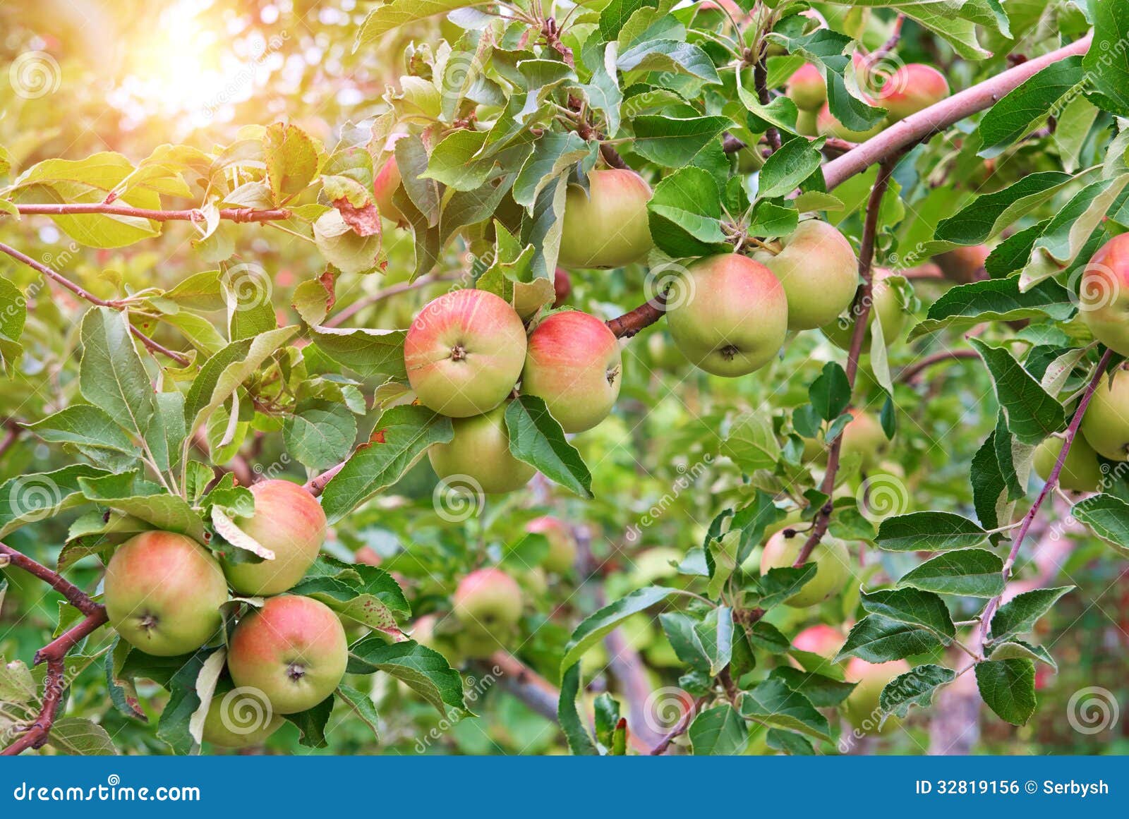 Pommes Sur La Branche De Pommier Photo stock - Image du jardinage ...
