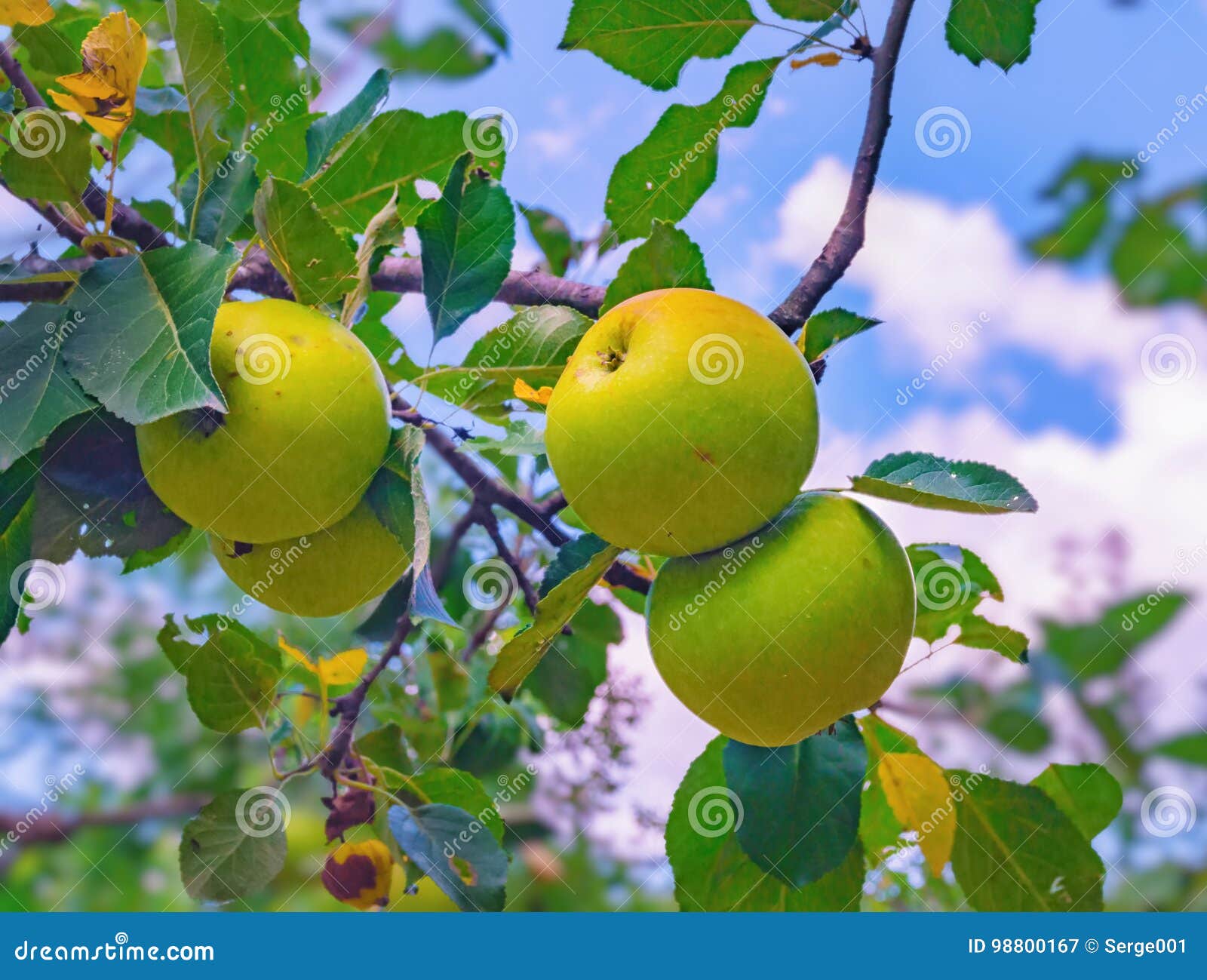Pommes Sur La Branche De Pommier Image stock - Image du verger ...