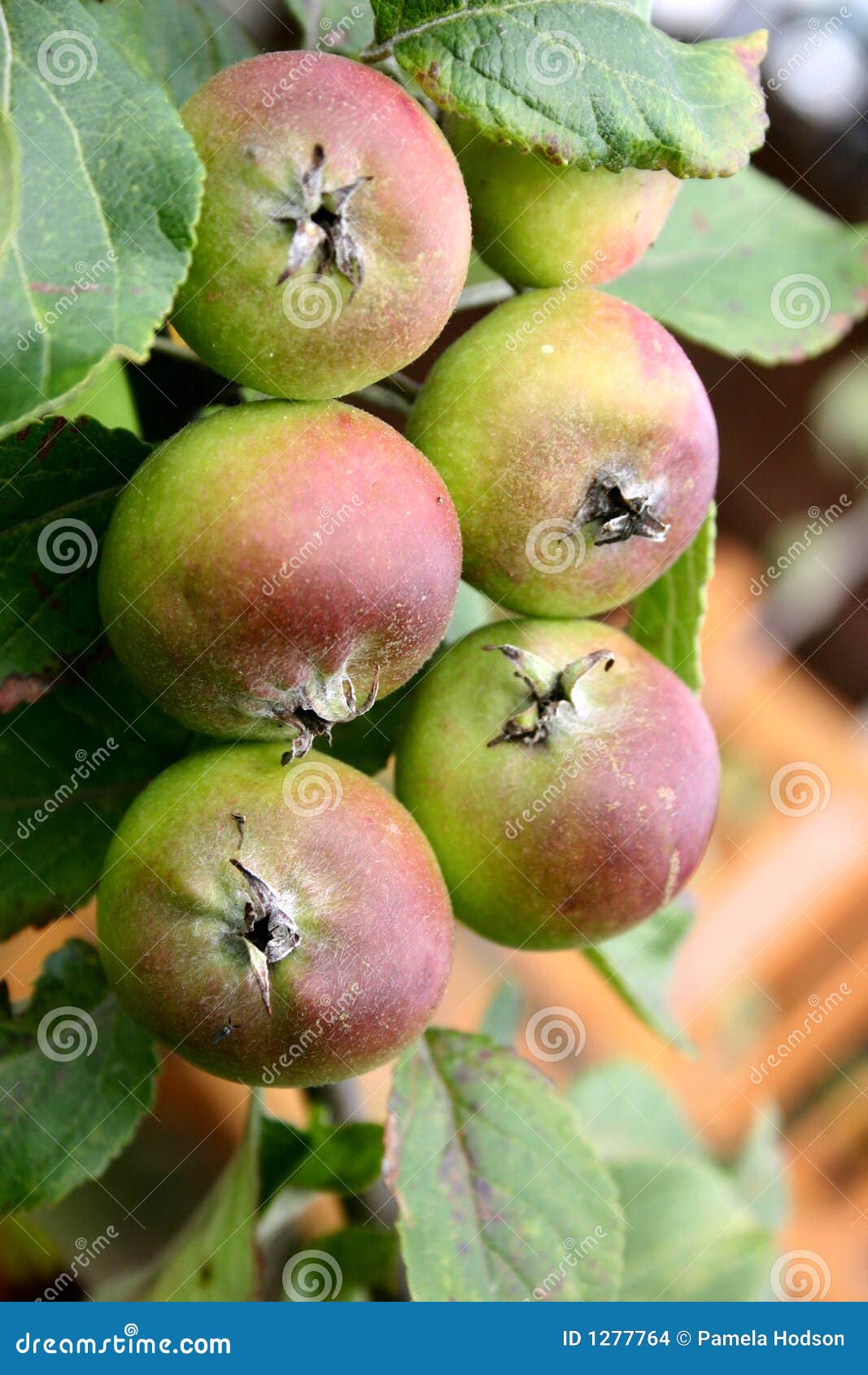 Pommes sur un arbre photo stock. Image du agriculture - 1277764