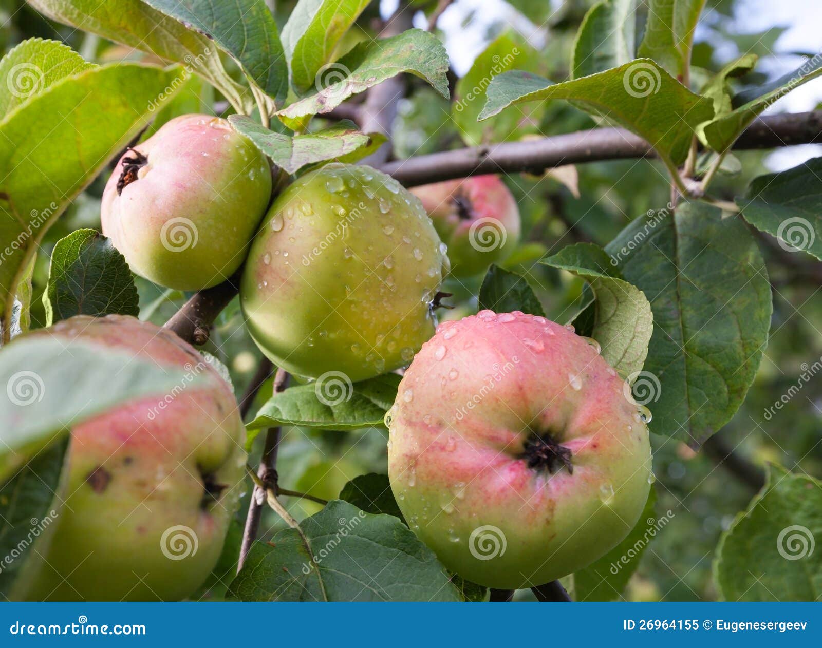 Pommes Vert-rouges Sur Le Branchement De Pommier Image stock - Image du ...