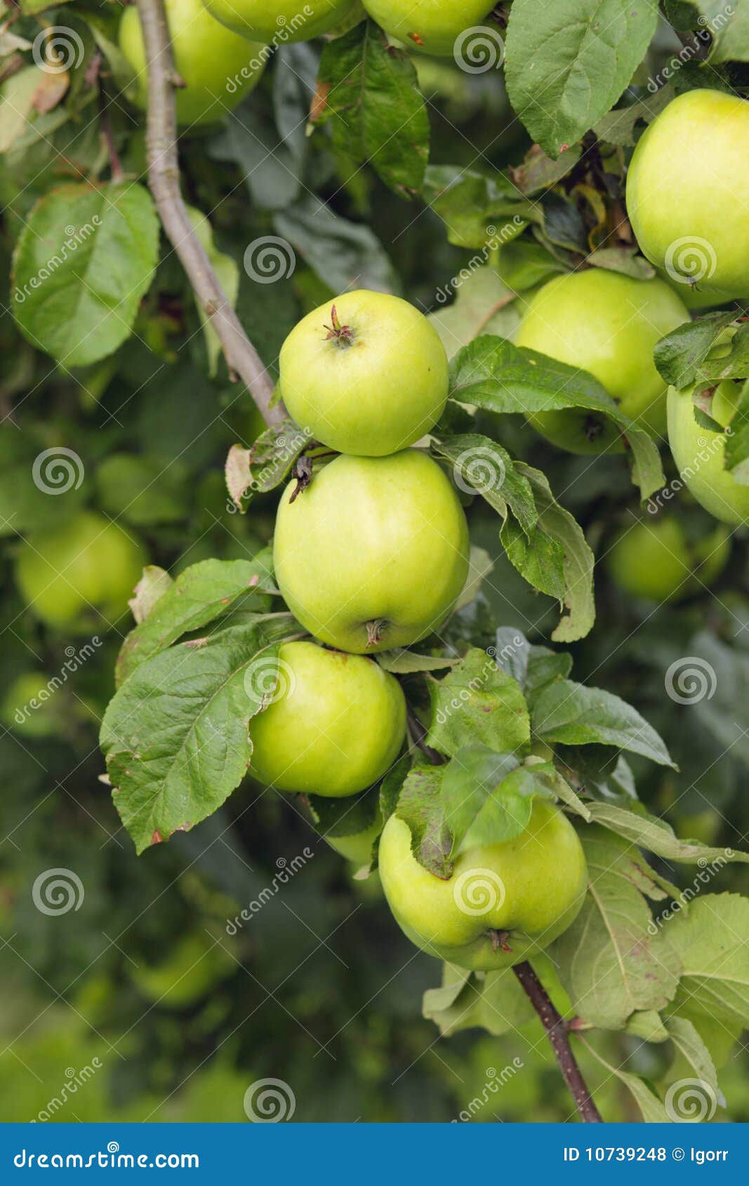 Pommes vertes photo stock. Image du lame, sain, collecte - 10739248
