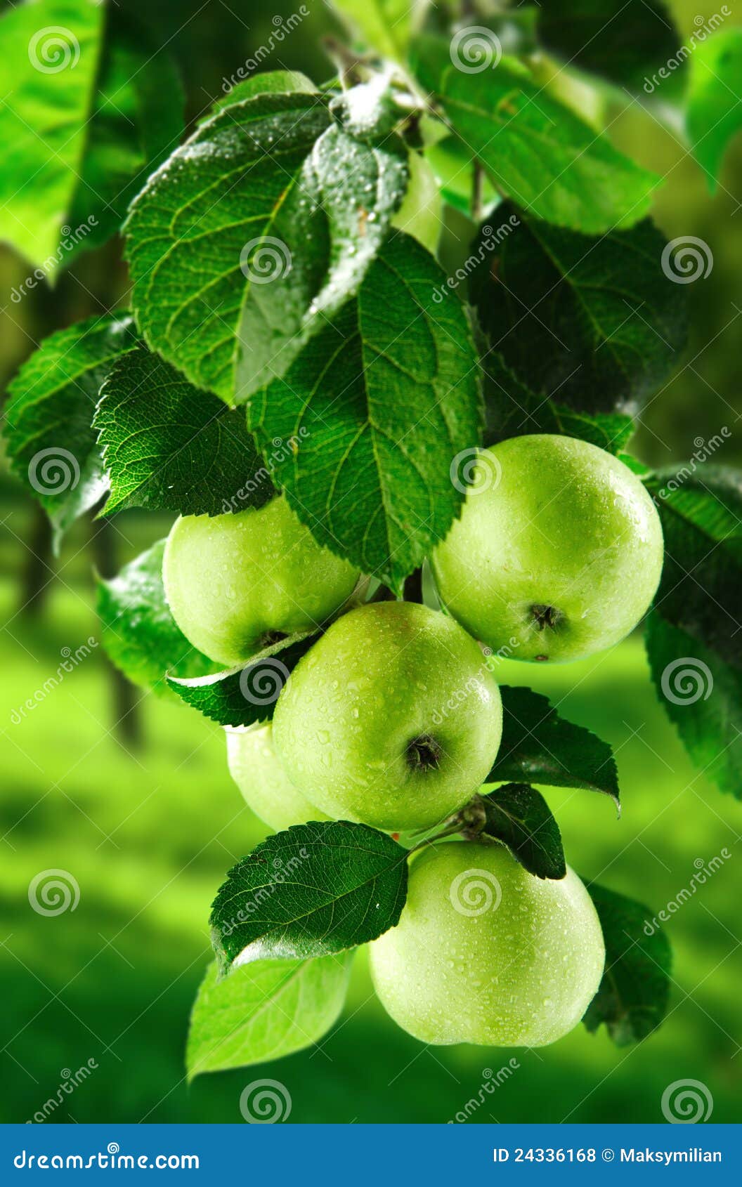 Pommes Vertes Sur La Branche Photo stock - Image du bunch, garden: 24336168