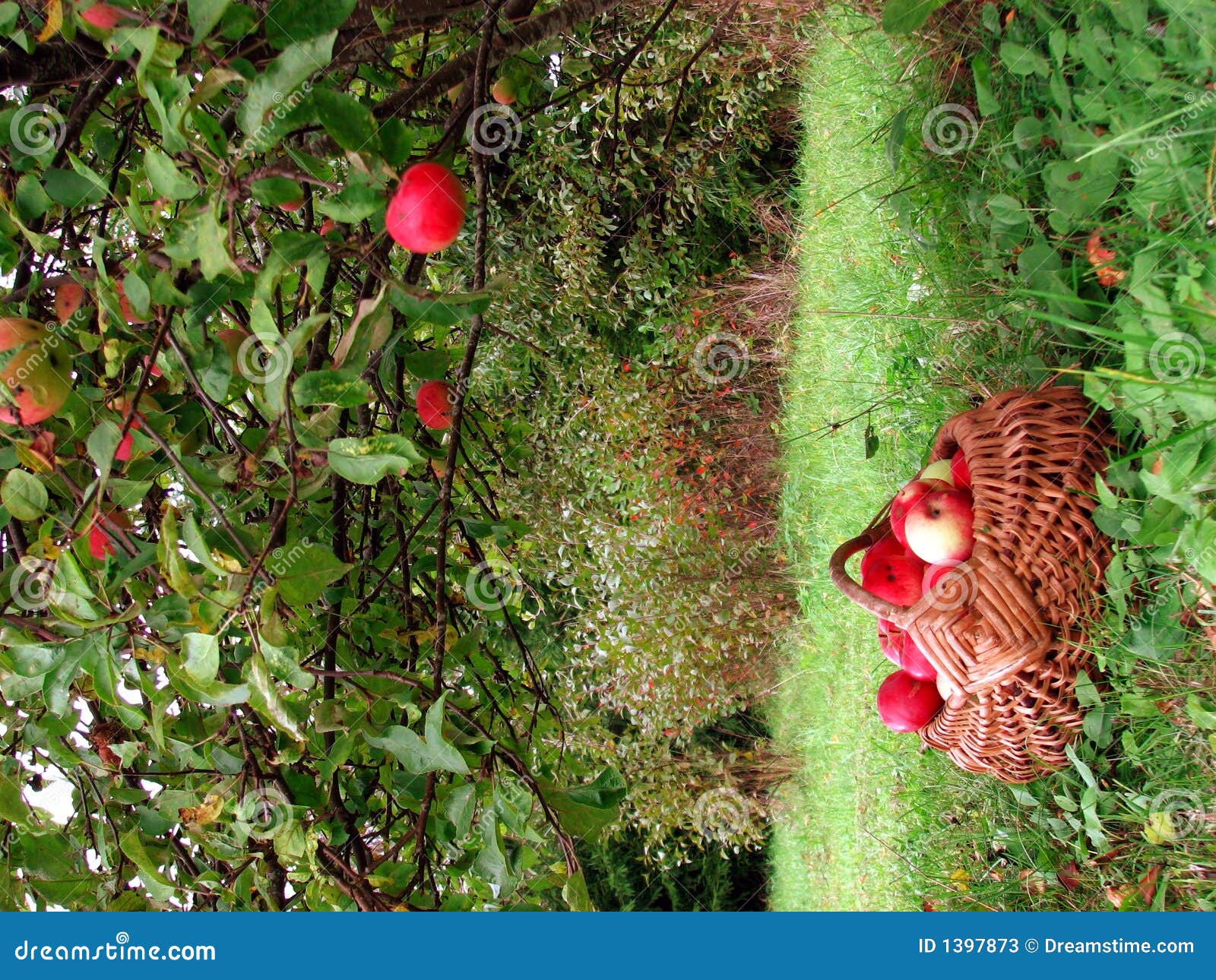 Pommier image stock. Image du pommier - 1397873