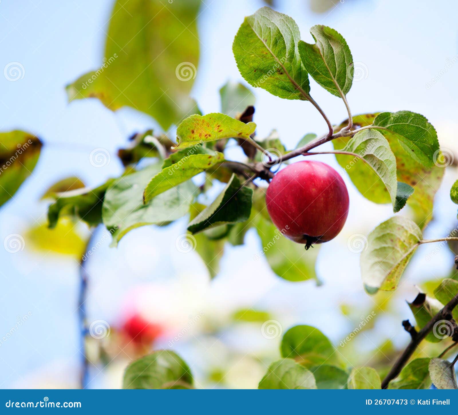 Pommier image stock. Image du juteux, agriculture, lumineux - 26707473