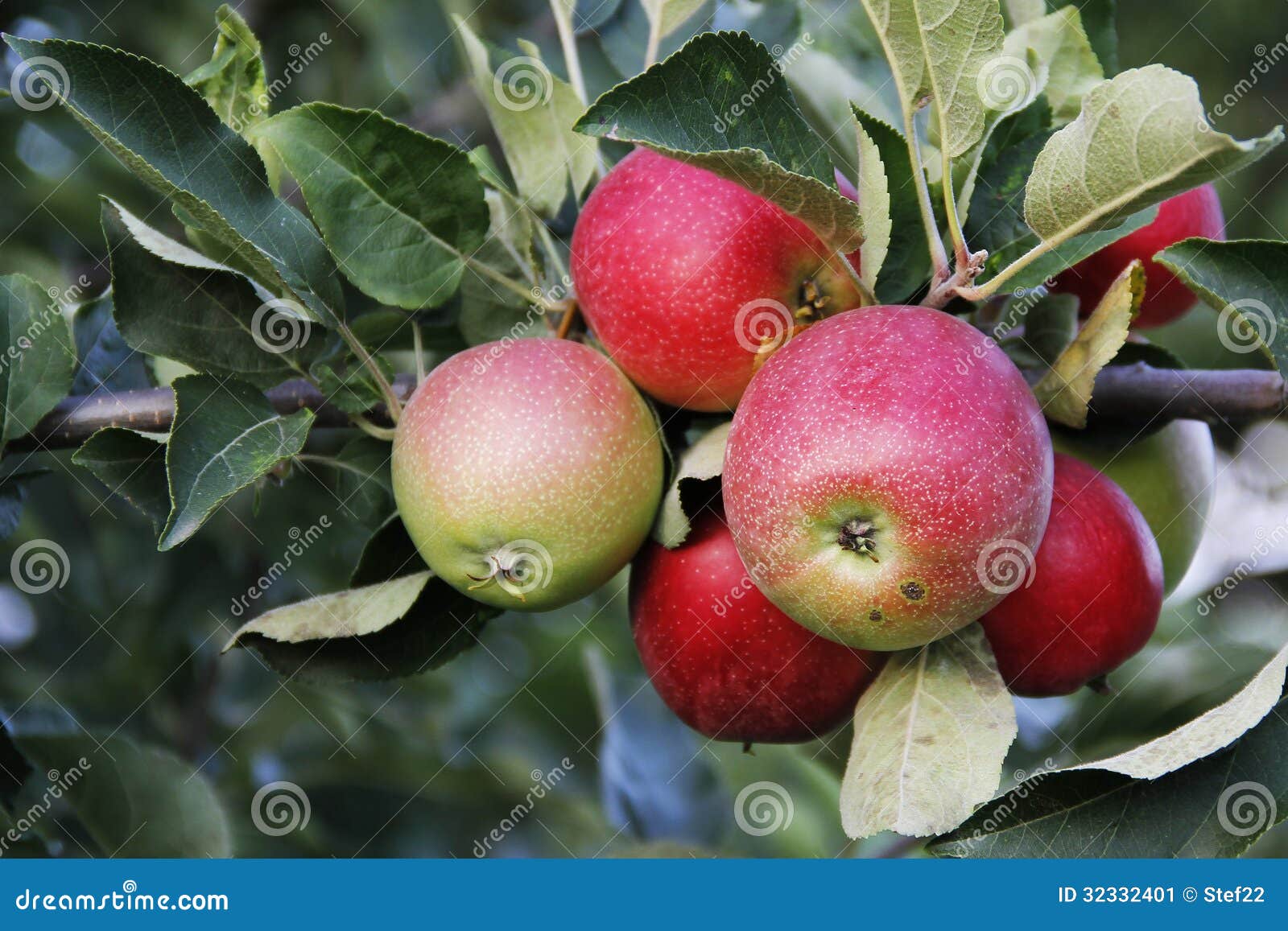 Pommier image stock. Image du arbre, agriculture, automne - 32332401