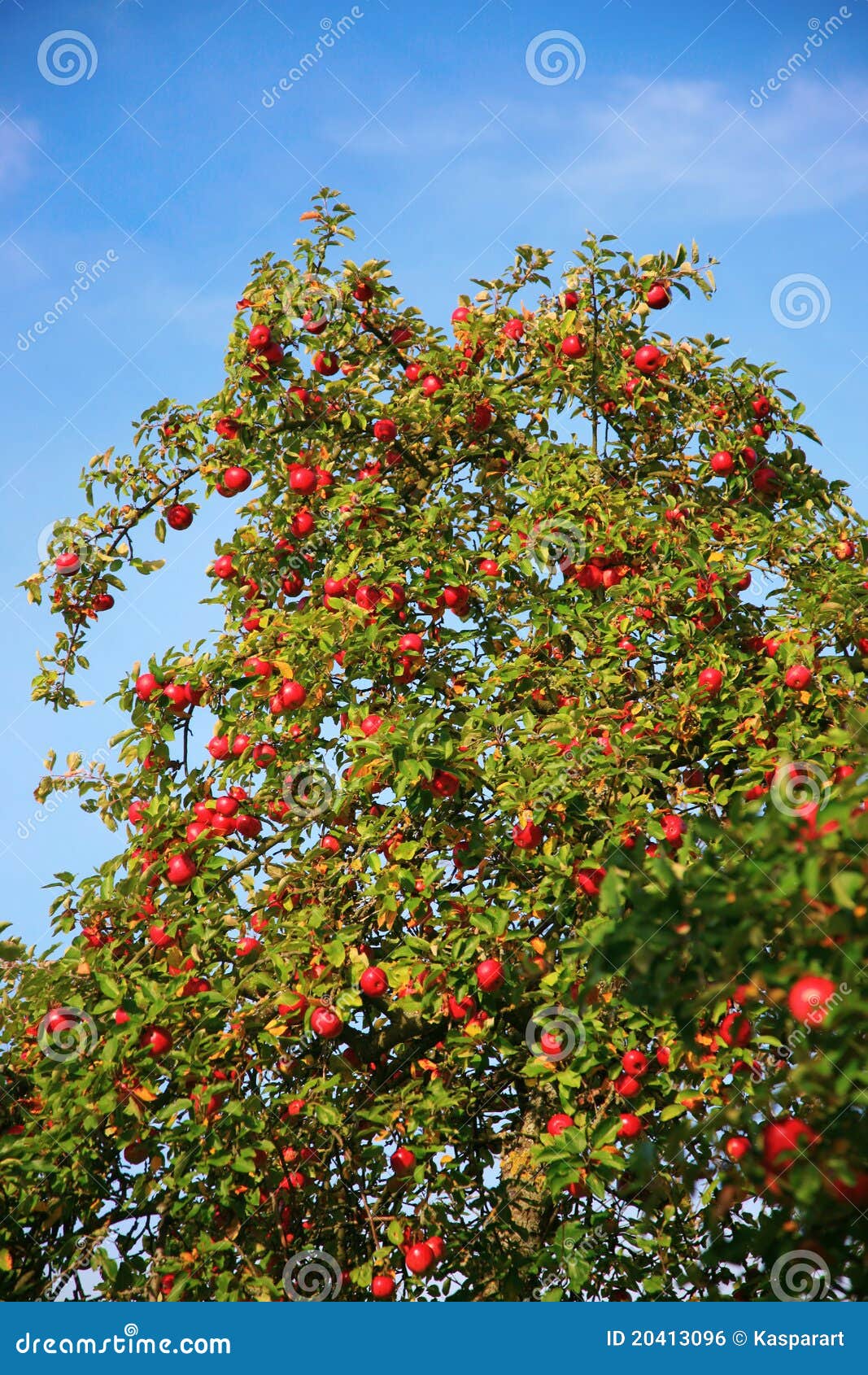 Pommier Avec Beaucoup De Pommes Rouges Photo stock - Image du sain ...