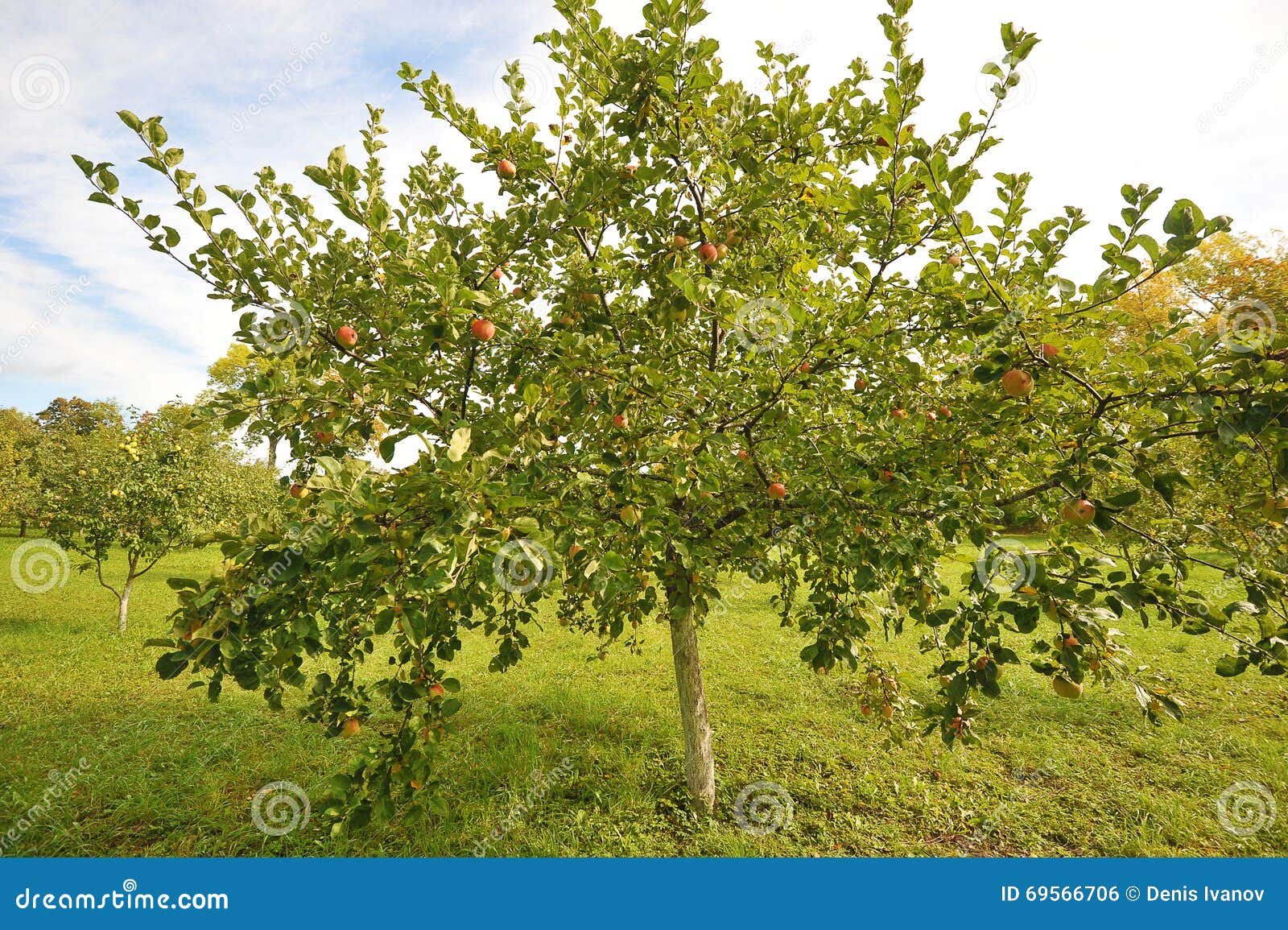 Pommier Avec Les Pommes Rouges Photo stock - Image du sain, frais: 69566706