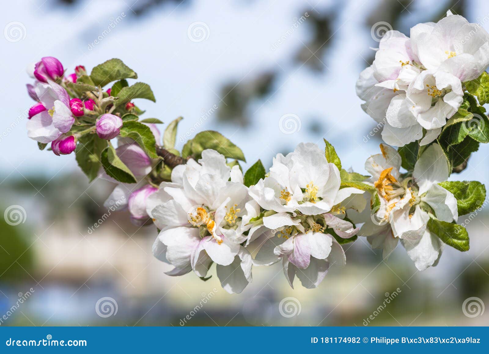 Pommier en fleurs stock photo. Image of white, fleurs - 181174982
