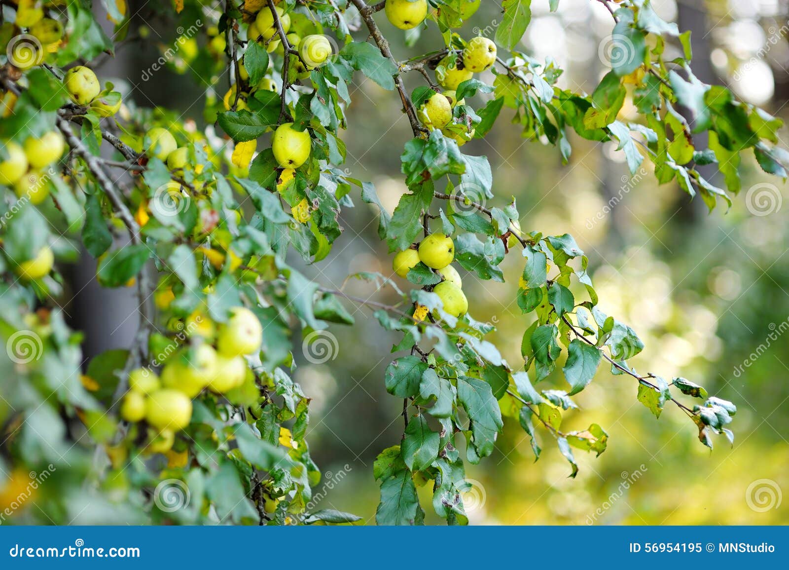 Pommier Sauvage Le Jour D'automne Image stock - Image du centrale ...