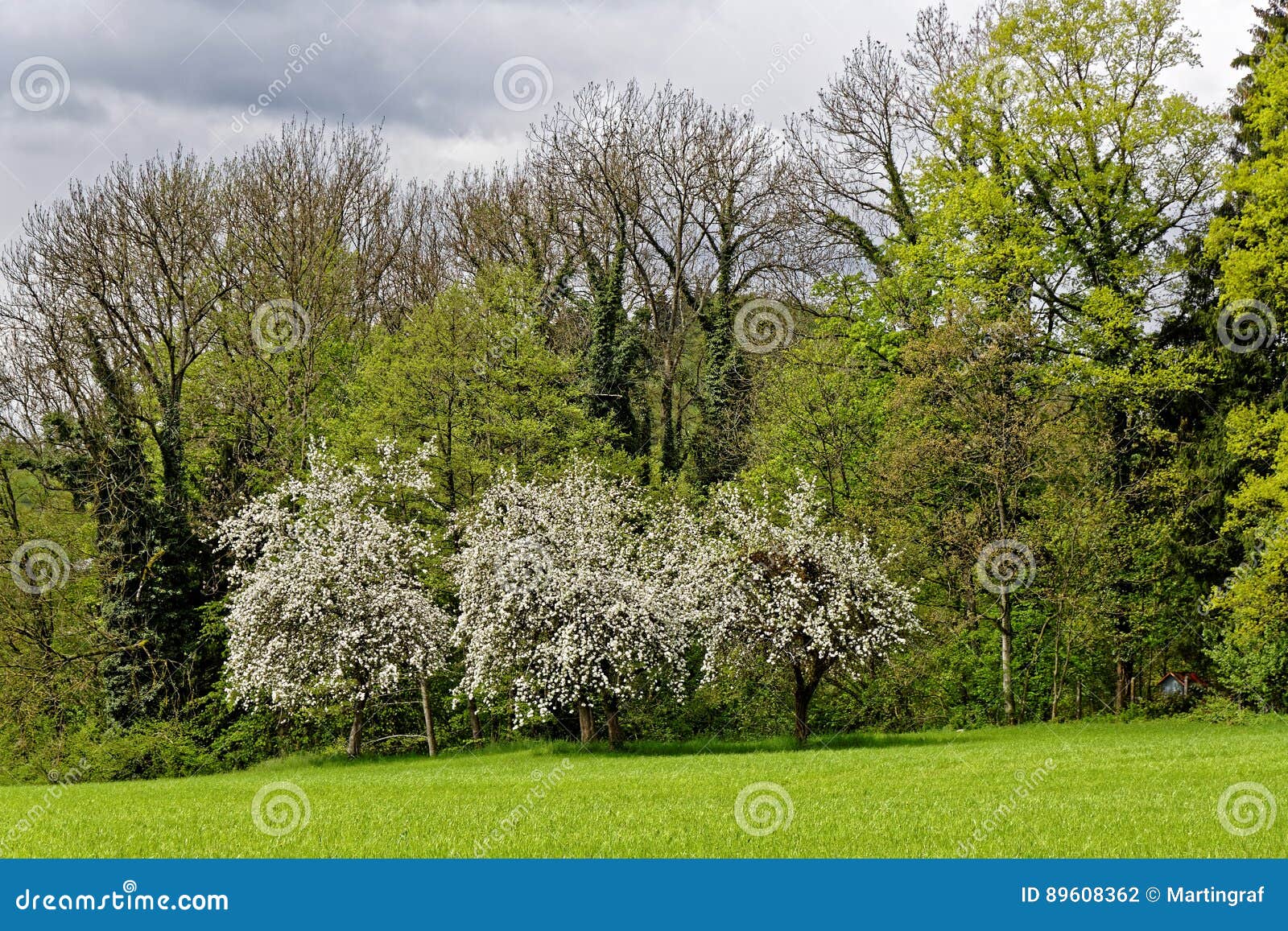 Pommiers En Fleur à La Forêt Photo stock - Image du forêt, contexte ...