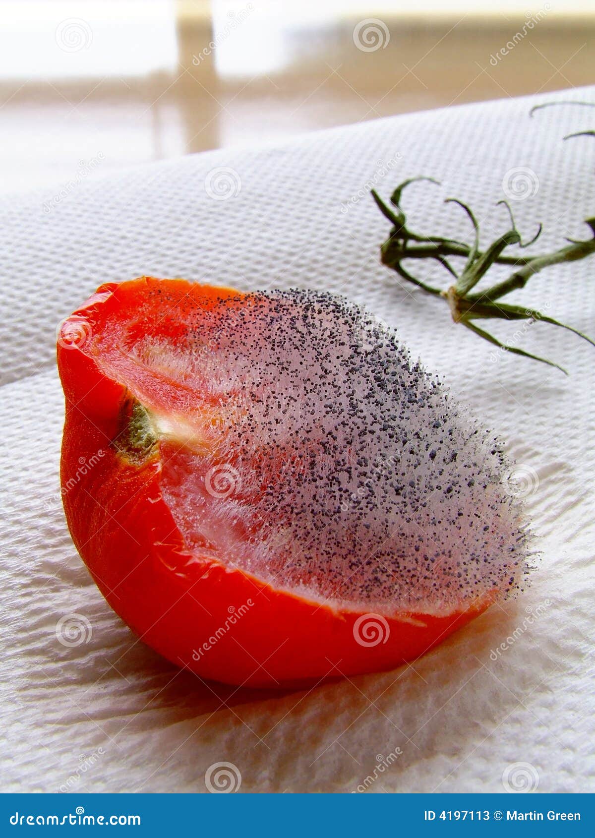 Pomodoro ammuffito immagine stock. Immagine di mantenuto - 4197113