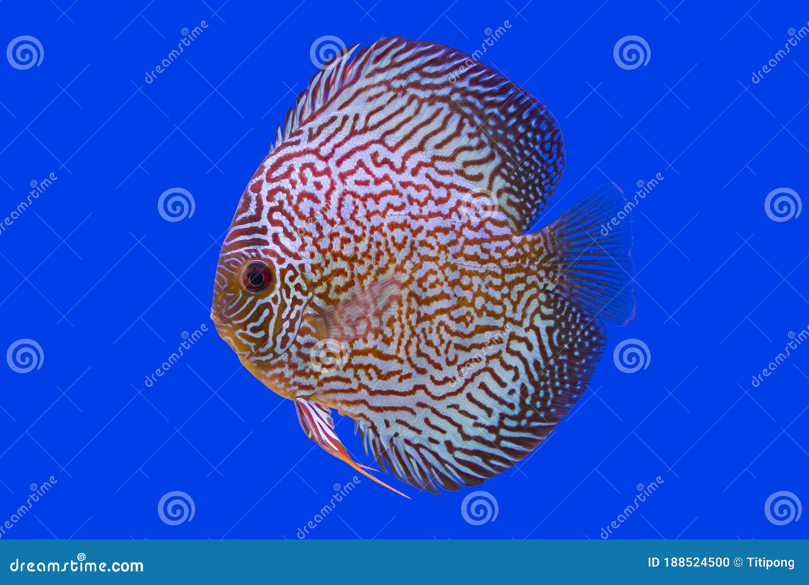 Pompadour on Blue Background Stock Photo - Image of animal, fishbowl ...