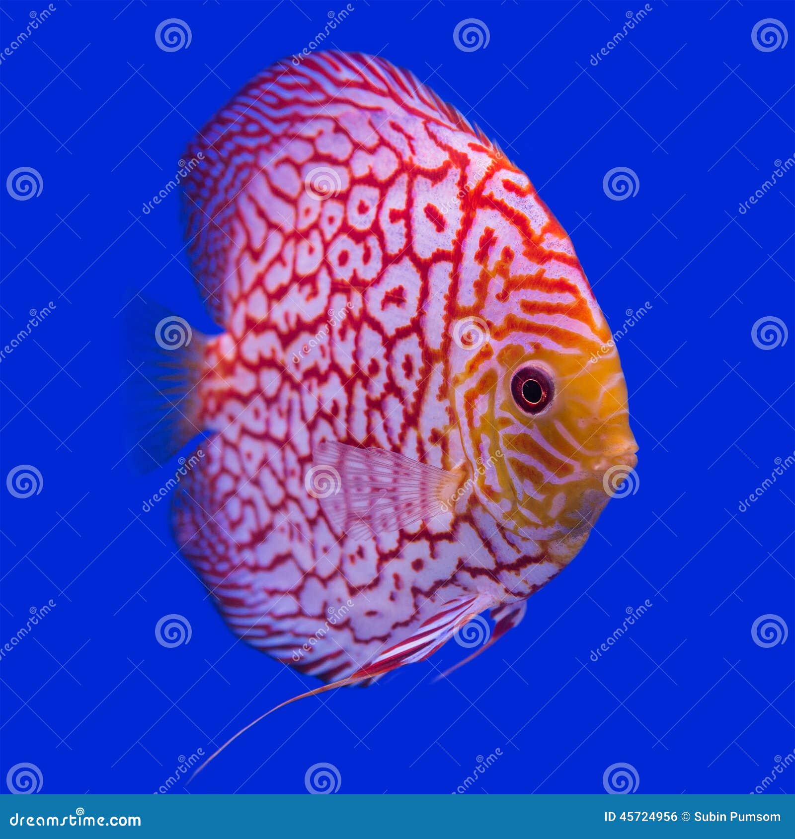 Pompadour (Discus) fish stock photo. Image of face, discus - 45724956