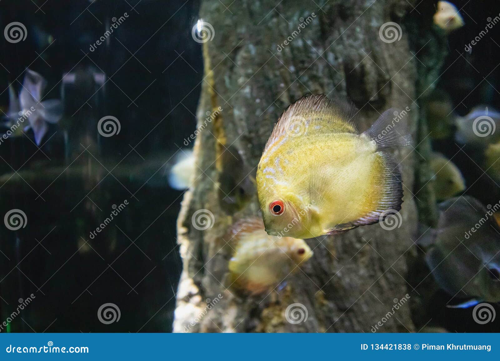 Pompadour fish in aquarium stock photo. Image of side - 134421838