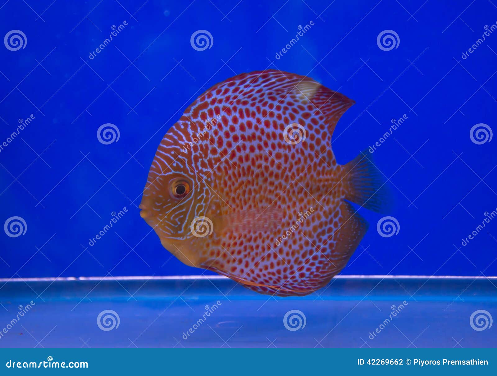 Pompadour fish stock photo. Image of water, fresh, tank - 42269662