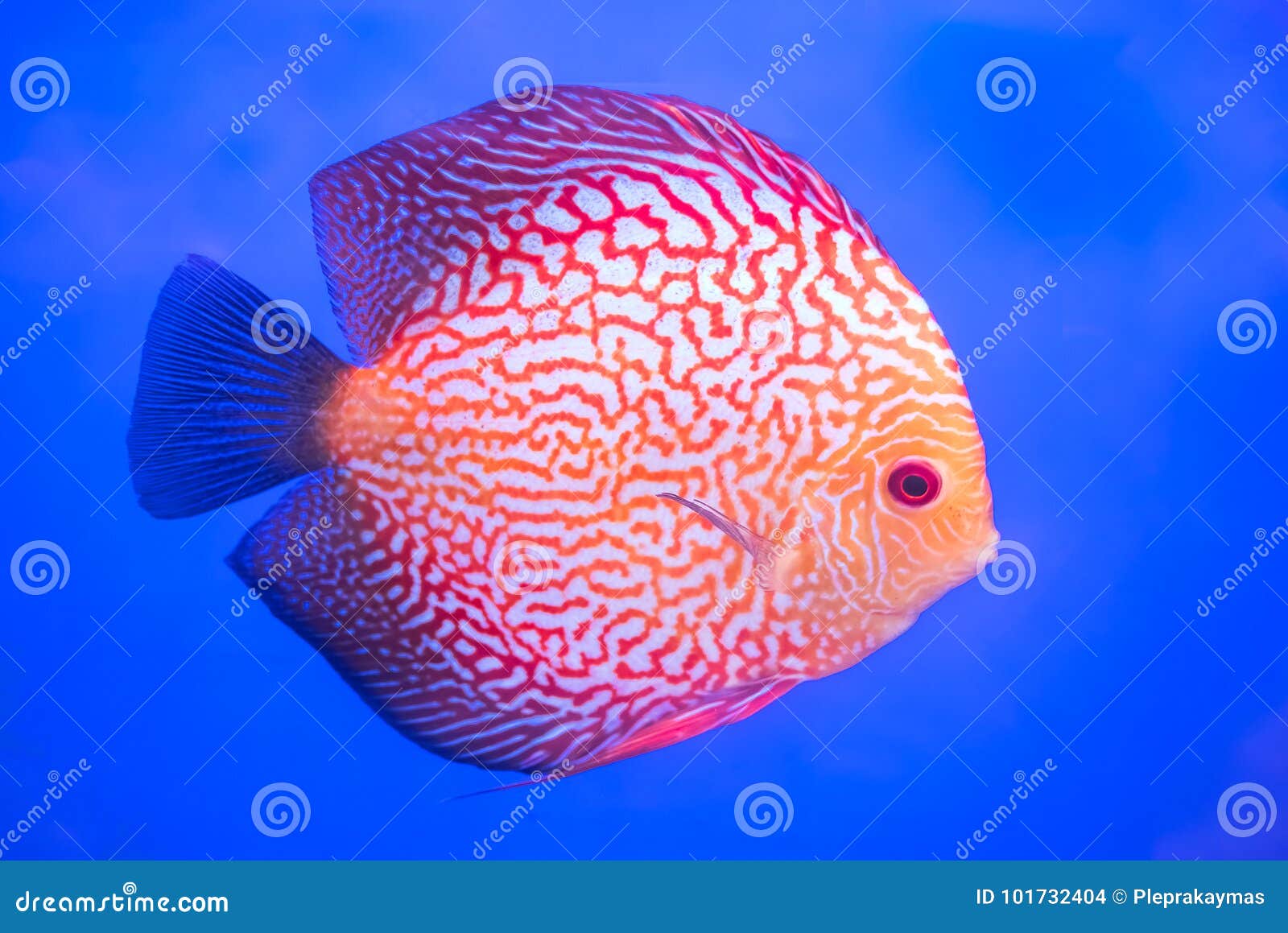 Pompadour Fish,aquarium Fish Stock Photo - Image of nature, fish: 101732404
