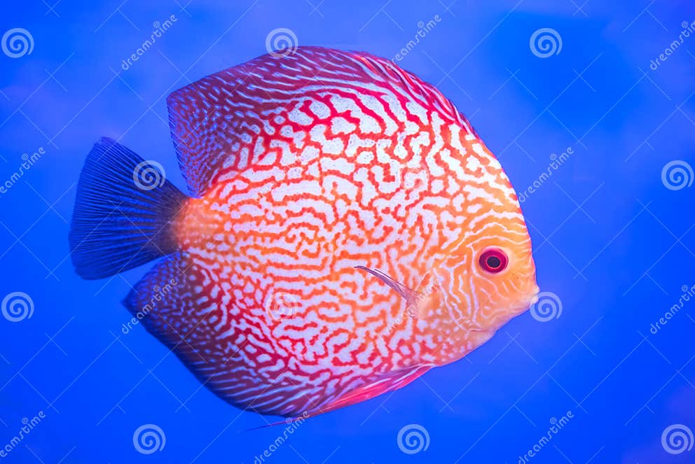 Pompadour Fish,aquarium Fish Stock Photo - Image of nature, fish: 101732404