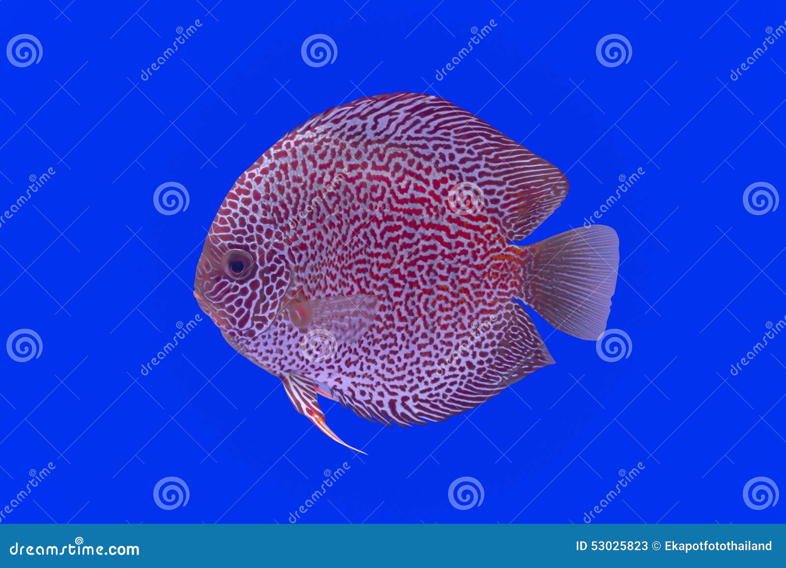 Pompadour fish stock image. Image of colorful, discus - 53025823