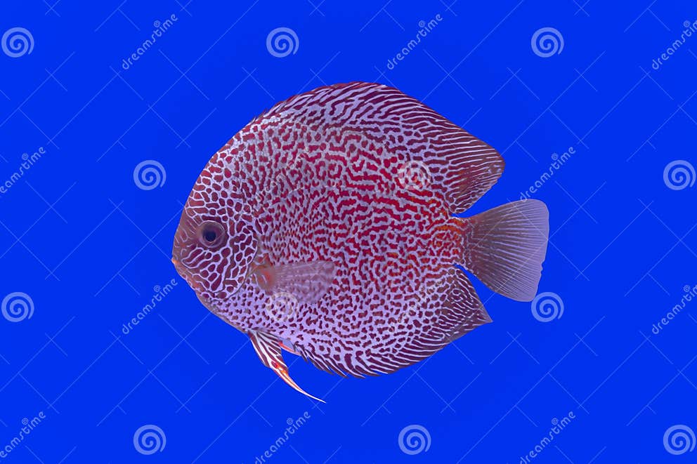 Pompadour fish stock image. Image of colorful, discus - 53025823