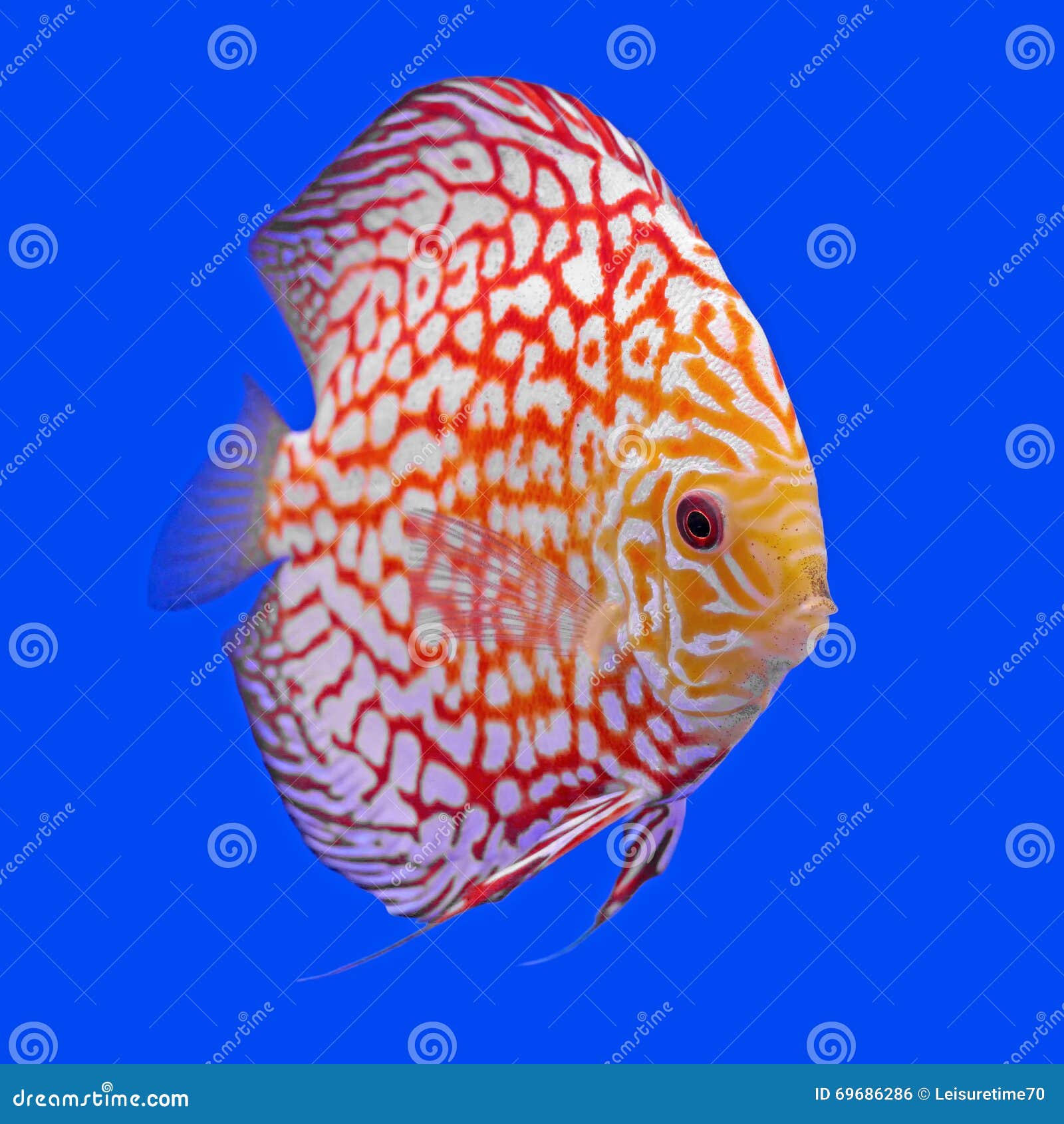 Pompadour or Symphysodon Fish Stock Photo - Image of fish, tail: 69686286