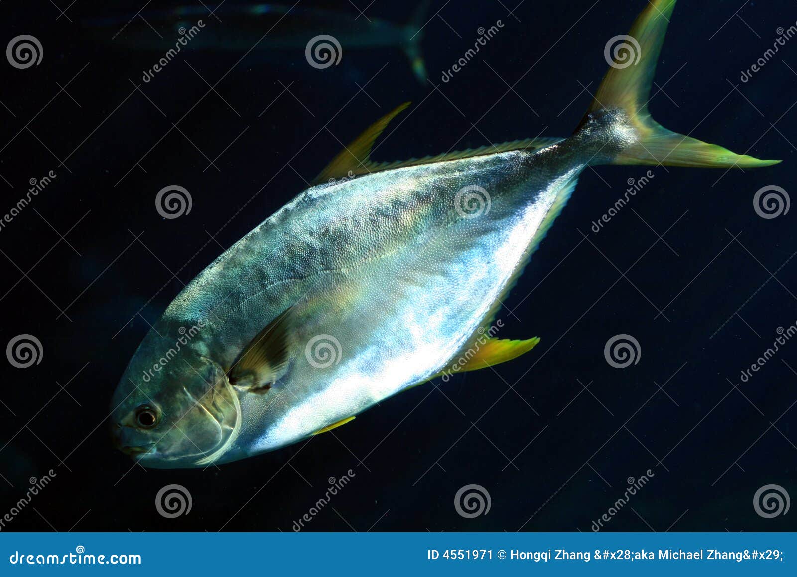 Pompano fish stock image. Image of marine, aquarium, light - 4551971