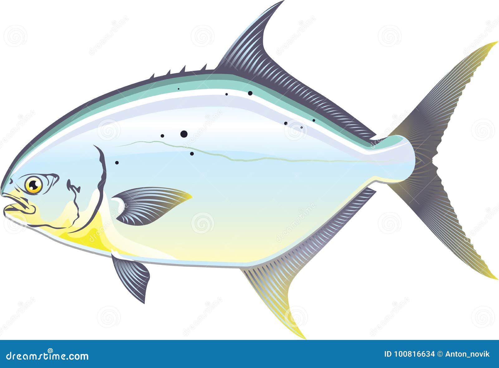 Fresh Pompano Fish Isolated On White Background. Stock Photography ...