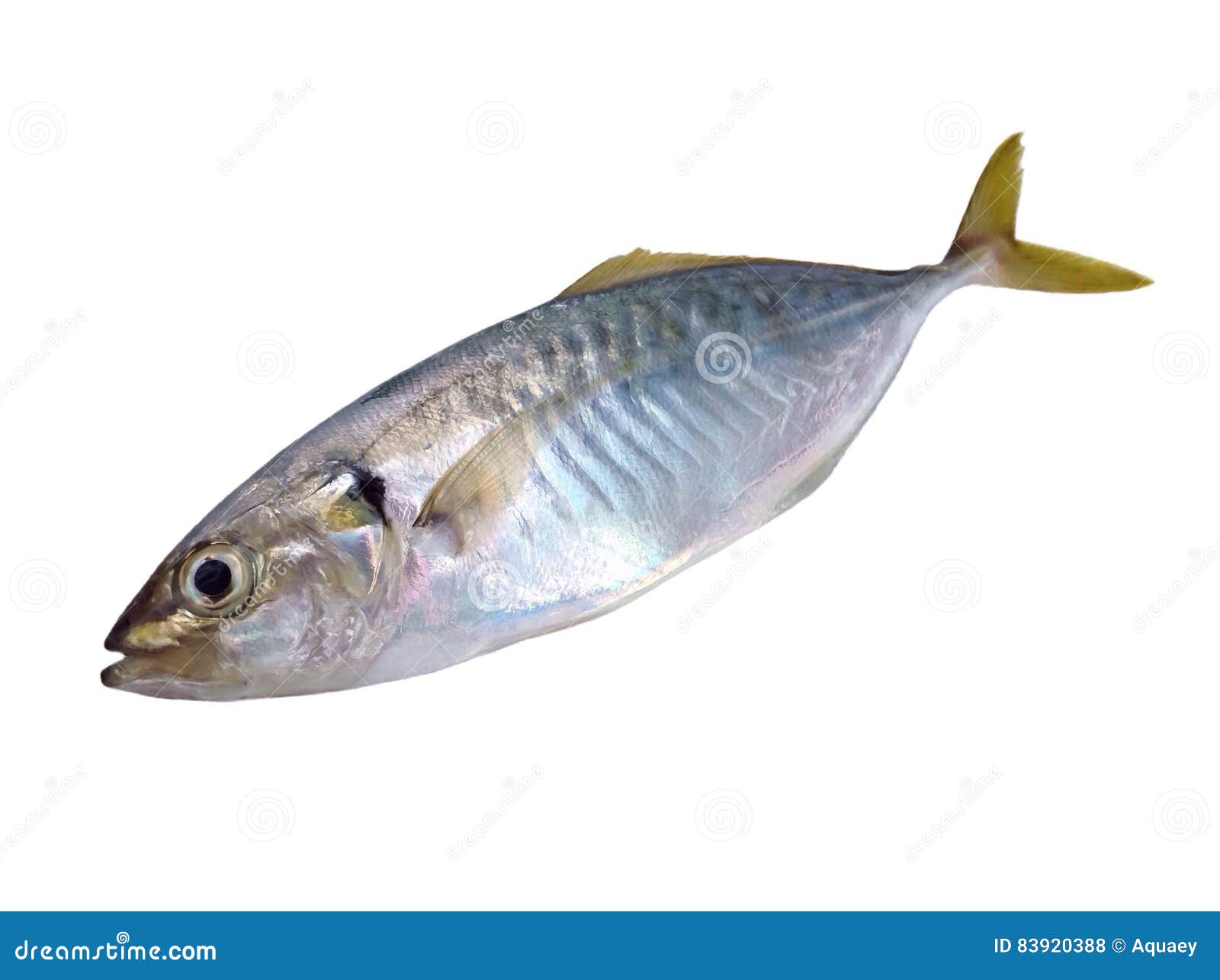 Pompano scad fish stock photo. Image of farming, animal - 83920388