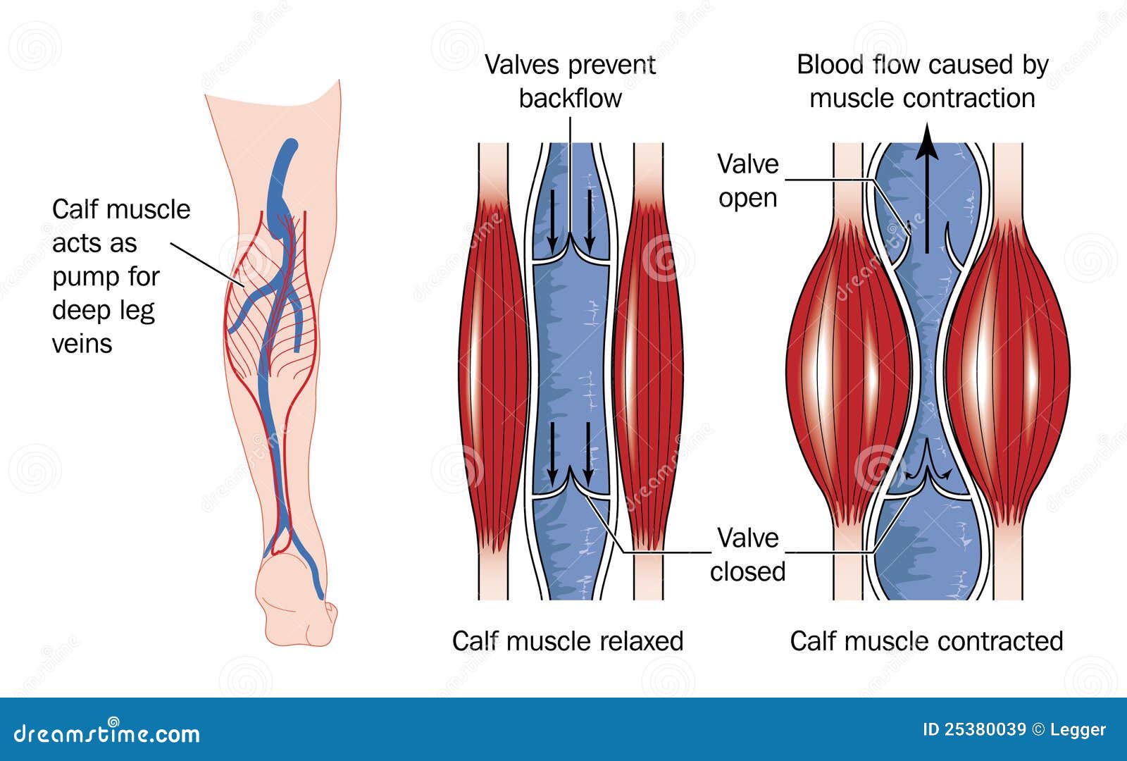 Pompe de muscle de veau illustration de vecteur. Illustration du ...
