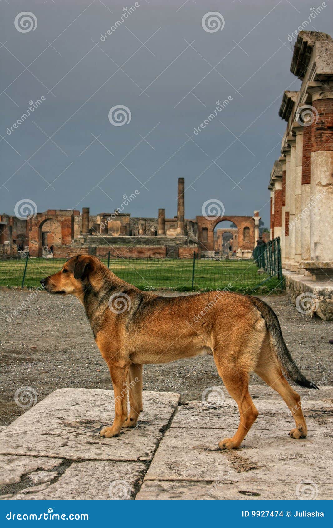 Pompeii dog stock photo. Image of herculaneum, campania - 9927474